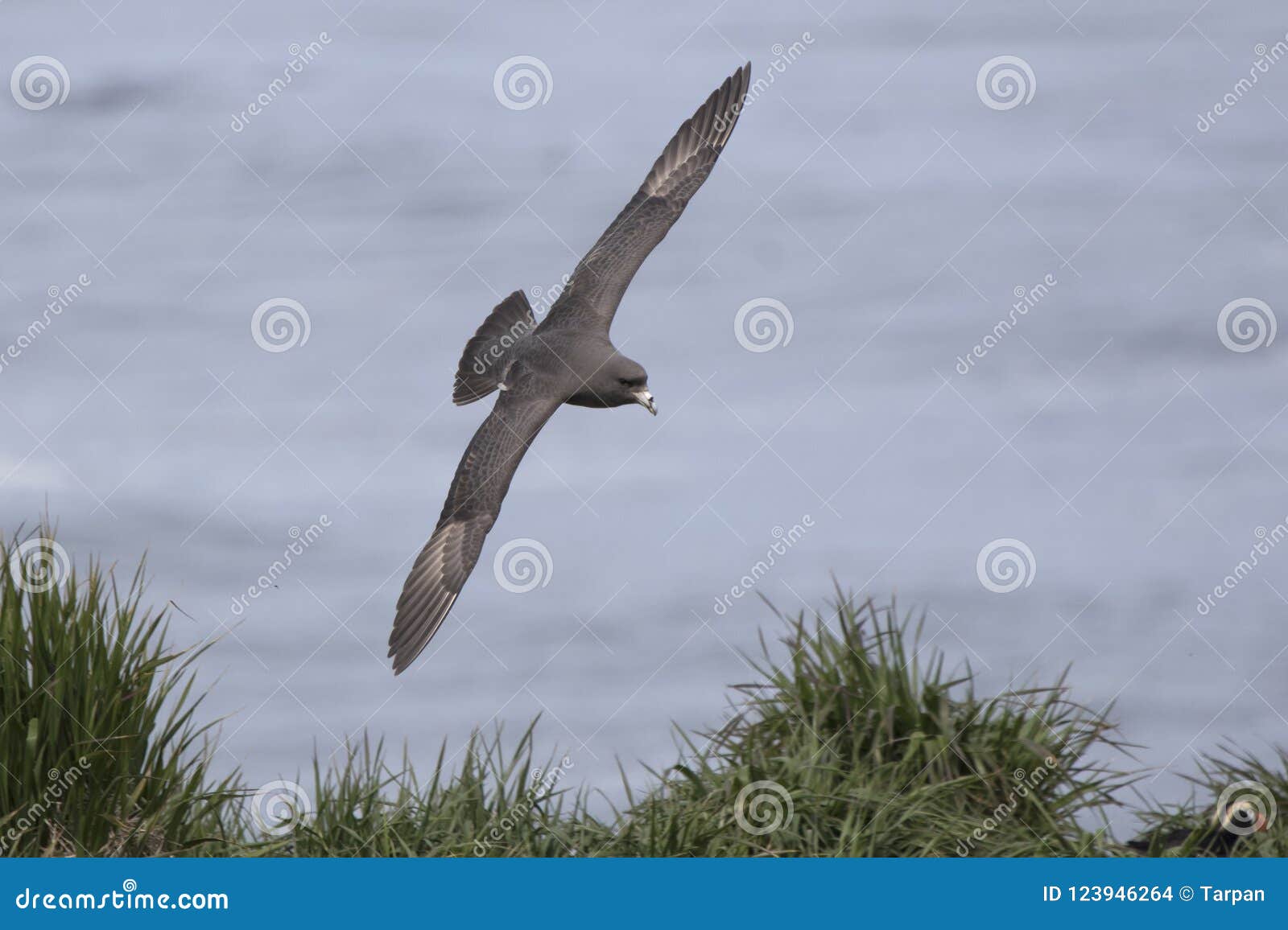 Dark Morph Red-tailed Hawk Bird In Flight Stock Photography ...