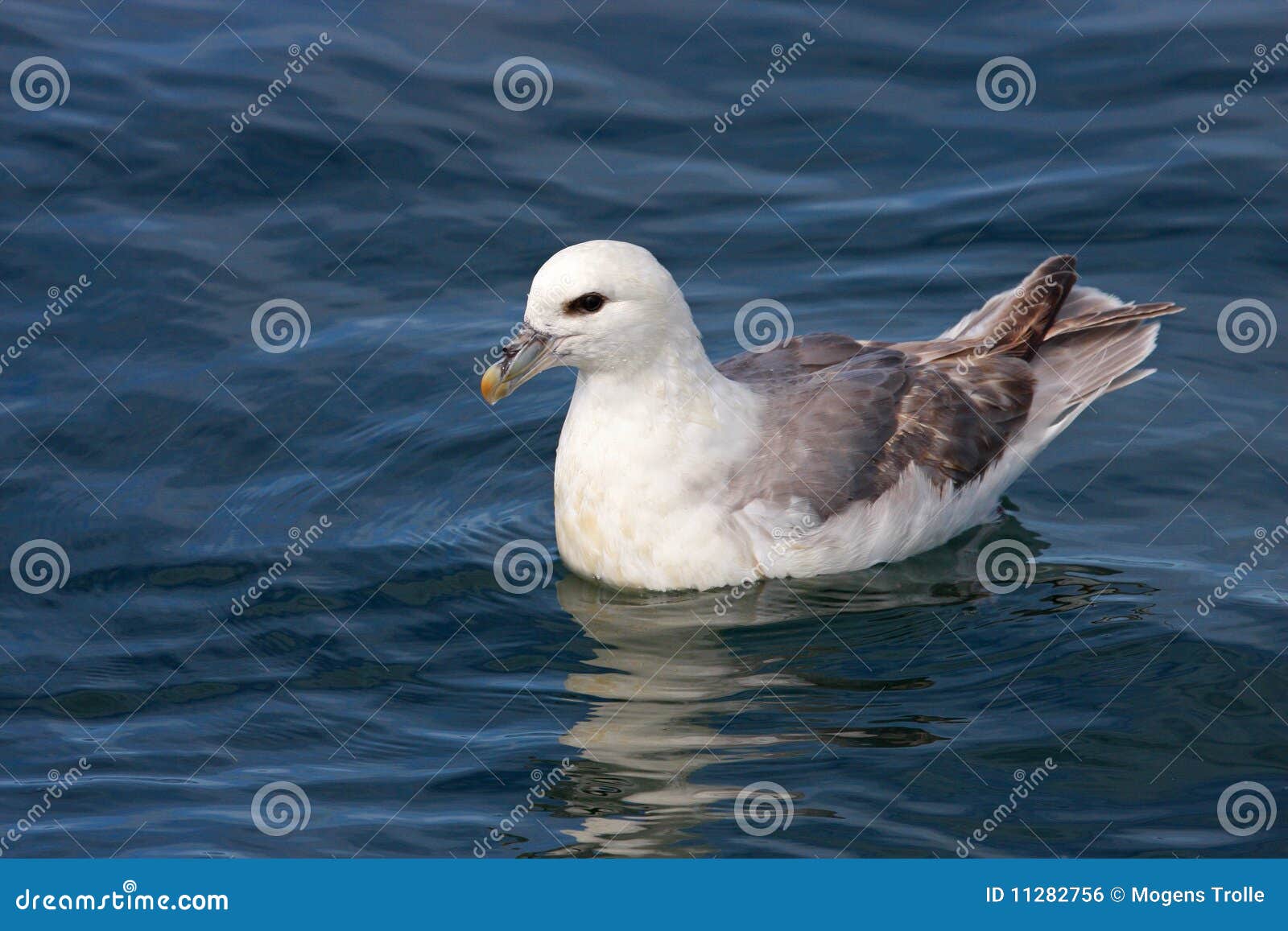 Northern Fulmar, Iceland, Atlantic Ocean Stock Photo - Image of ...