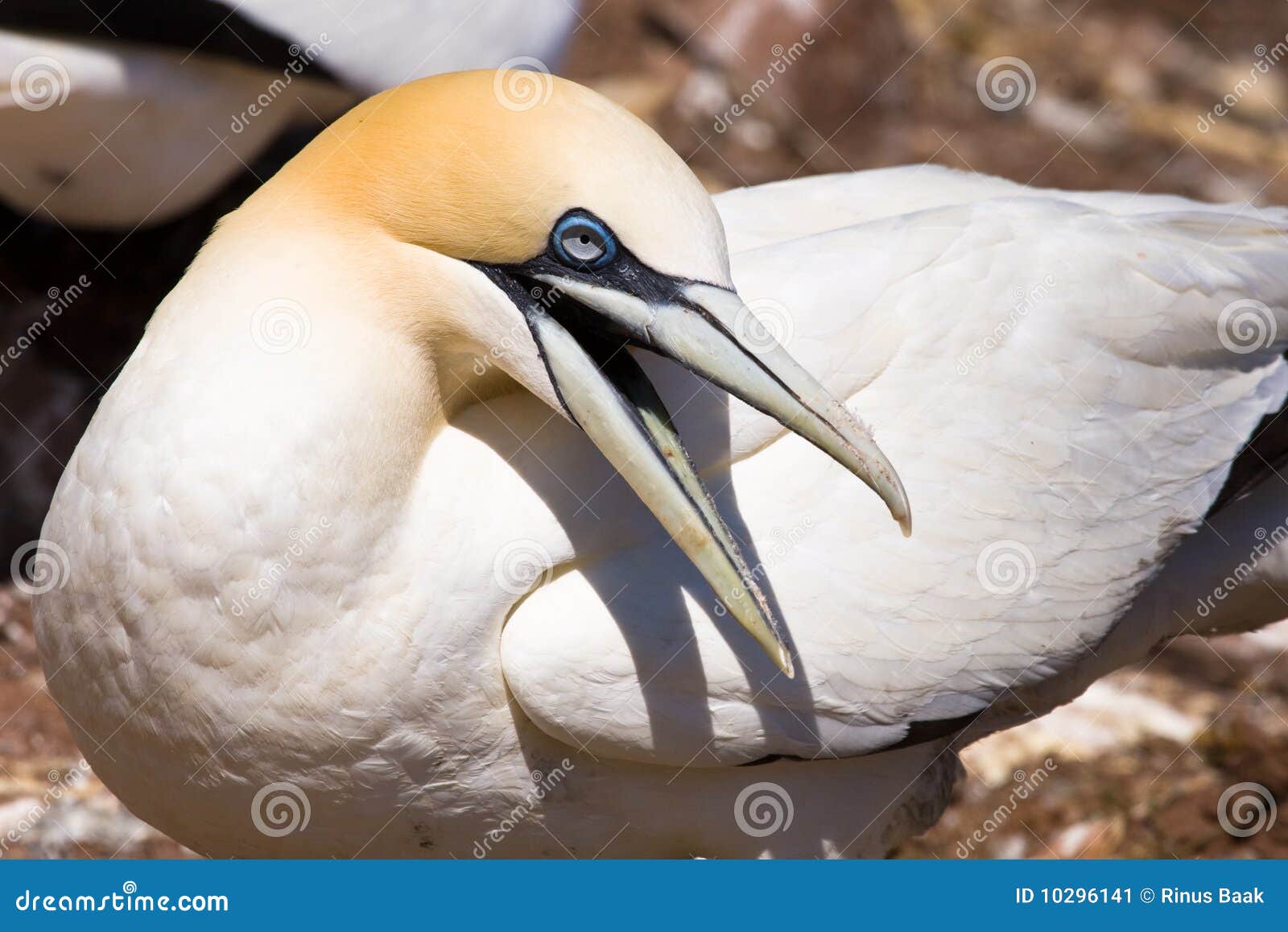 Northern Gannet stock image. Image of seabird, island - 10296141