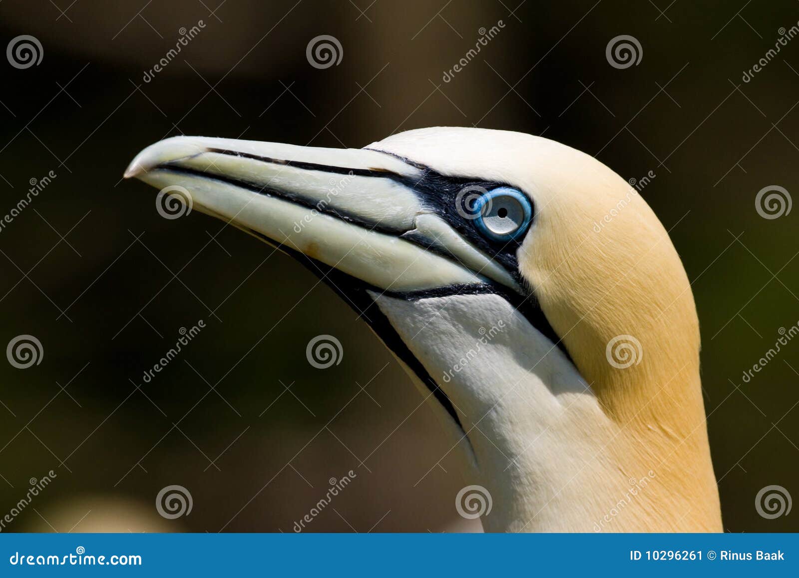 Northern Gannet stock image. Image of northern, quebec - 10296261
