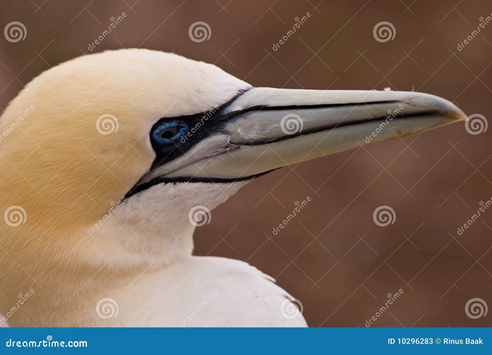 Northern Gannet stock image. Image of dramatic, bill - 10296283