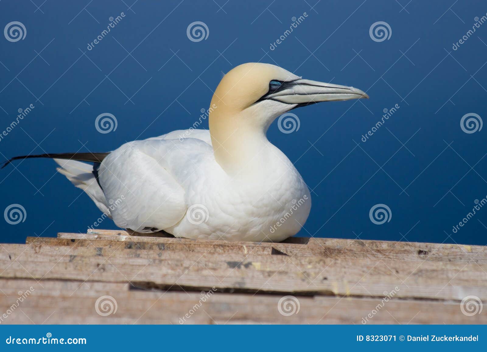 Northern Gannet stock image. Image of seabird, gannet - 8323071