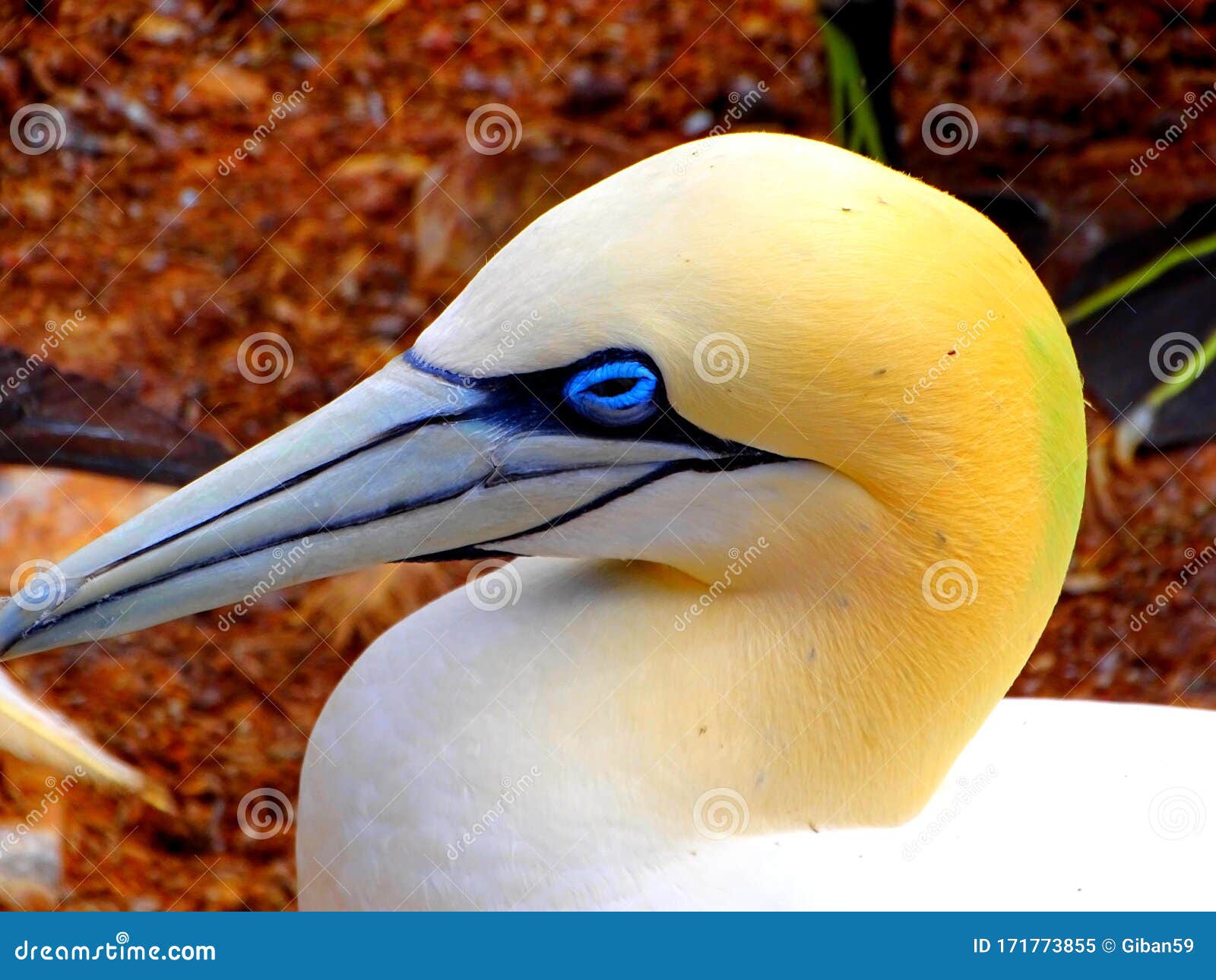 Northern Gannet Bird stock image. Image of cliff, birds - 171773855
