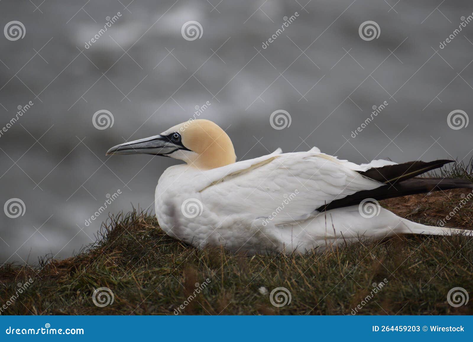 Northern Gannet Bird Perching on Grass Stock Image - Image of park ...