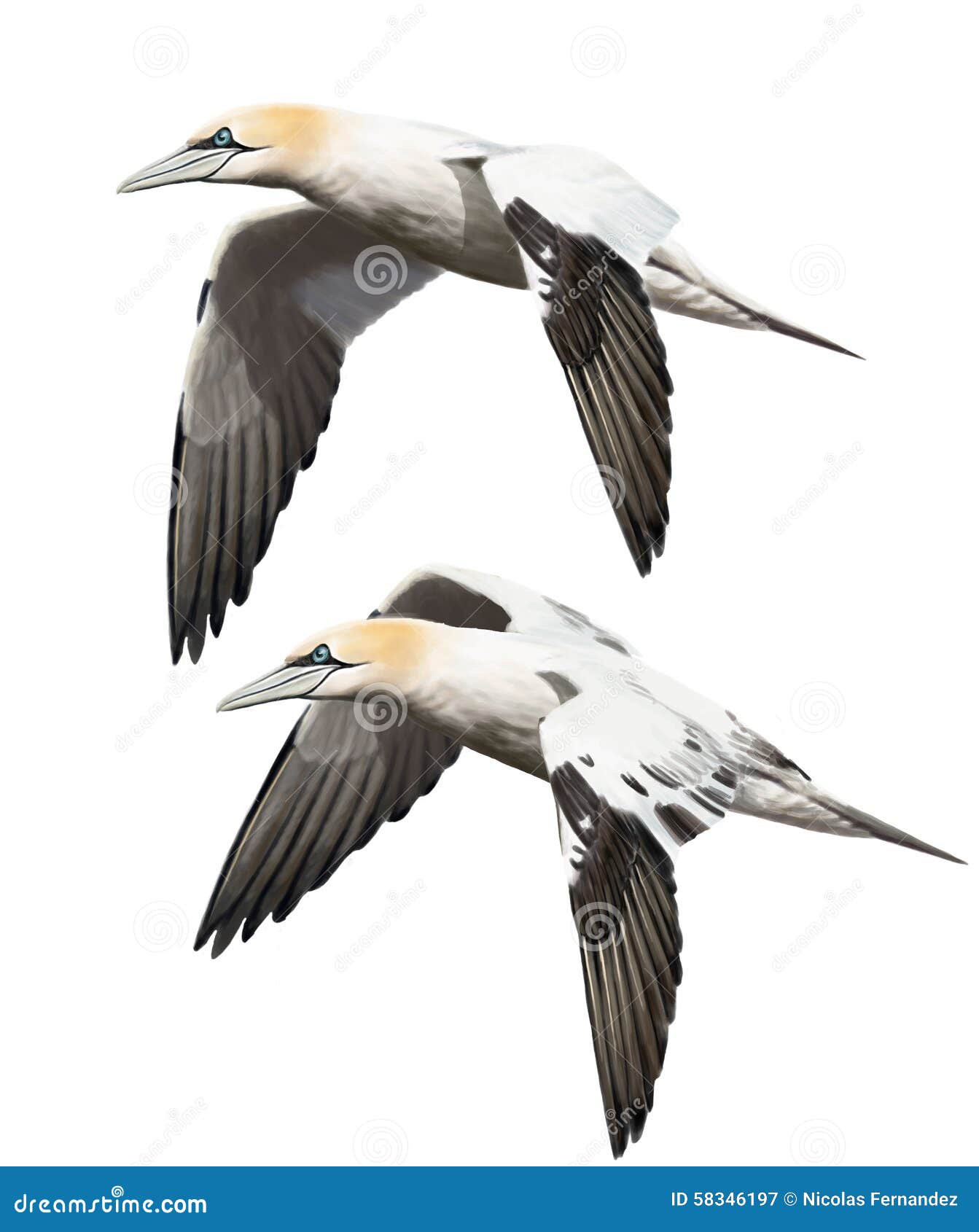 Gannet Cartoons, Illustrations & Vector Stock Images - 613 Pictures to ...