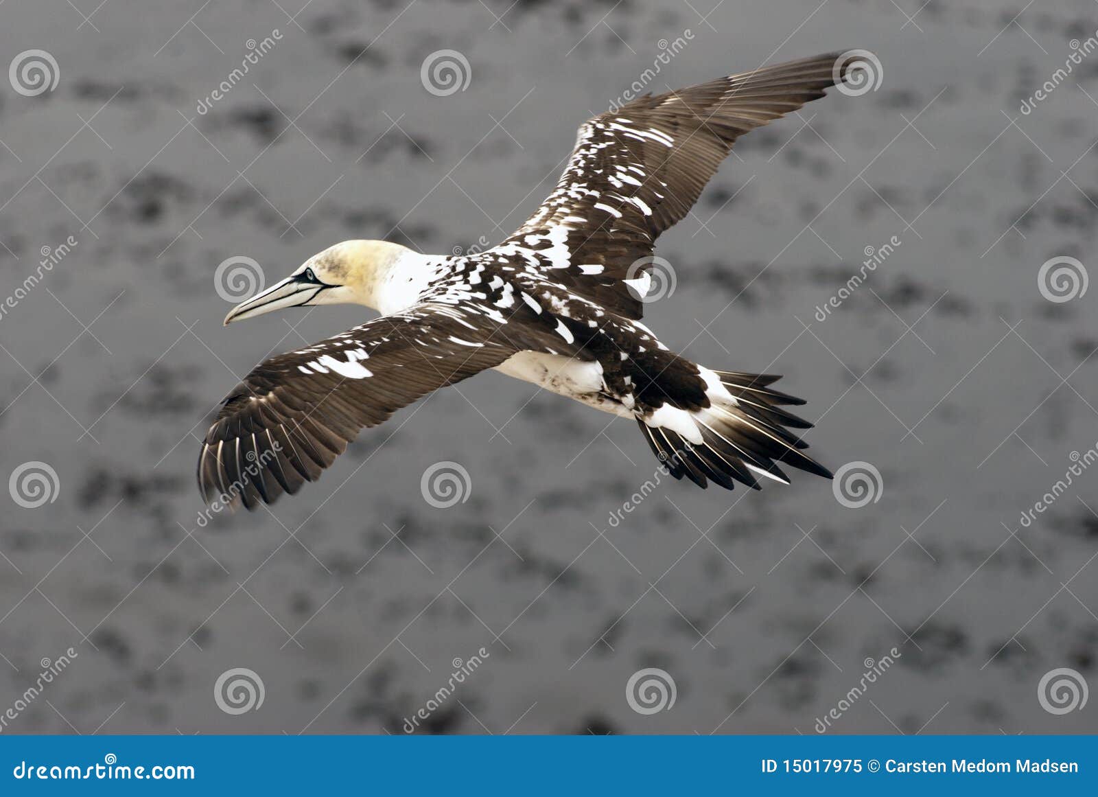 Northern Gannet flying stock image. Image of flying, north - 15017975