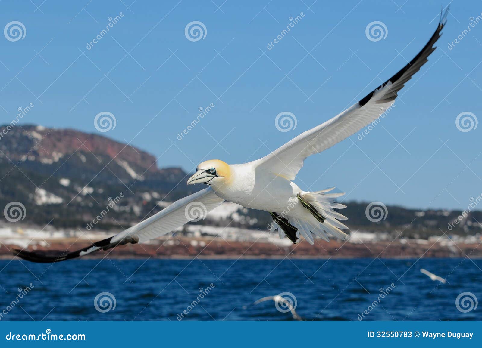Northern Gannet Flying Open Wings Stock Image - Image of gannet, shore ...