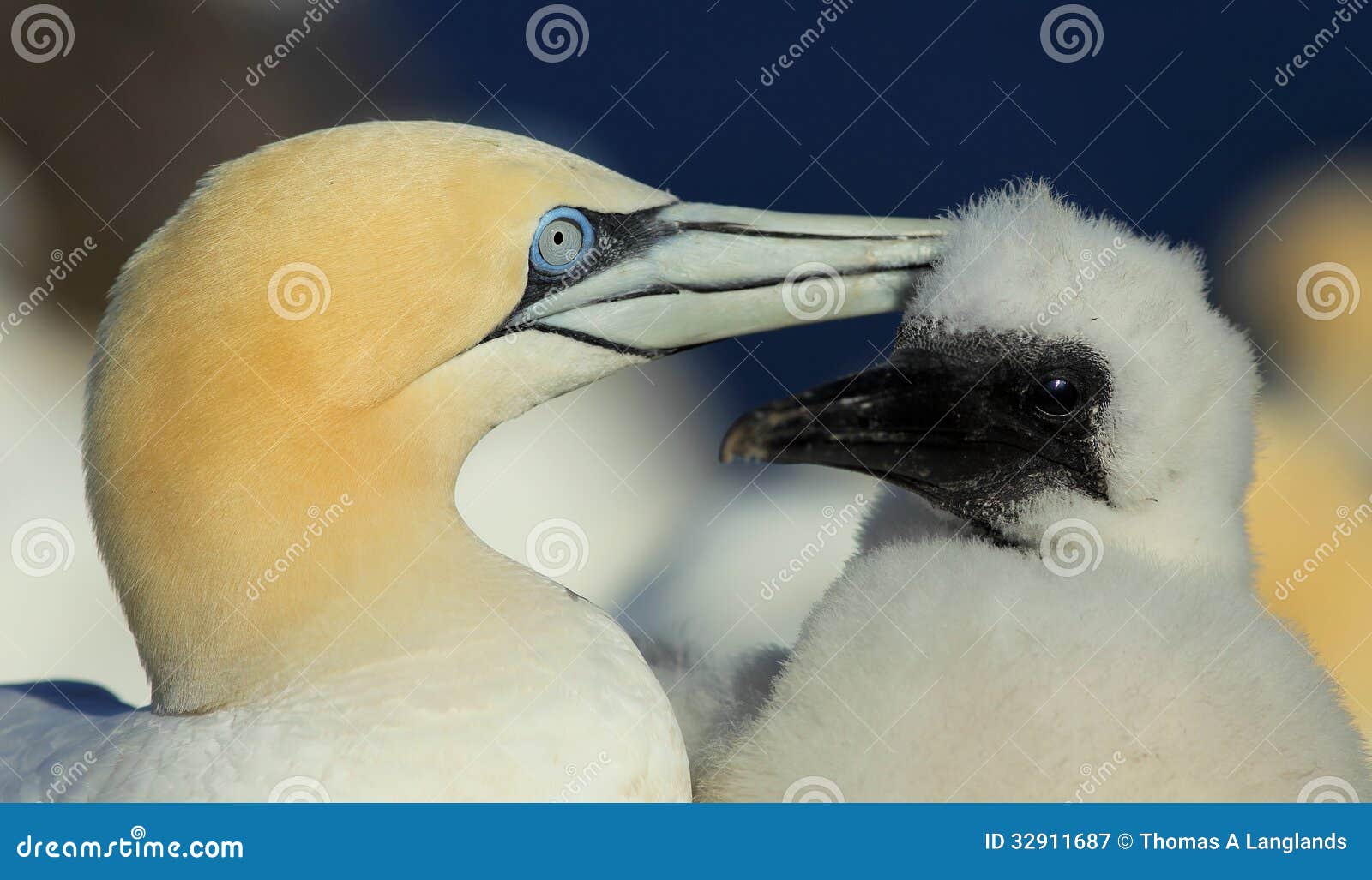Northern Gannet Mother and Chick Stock Image - Image of maternal ...