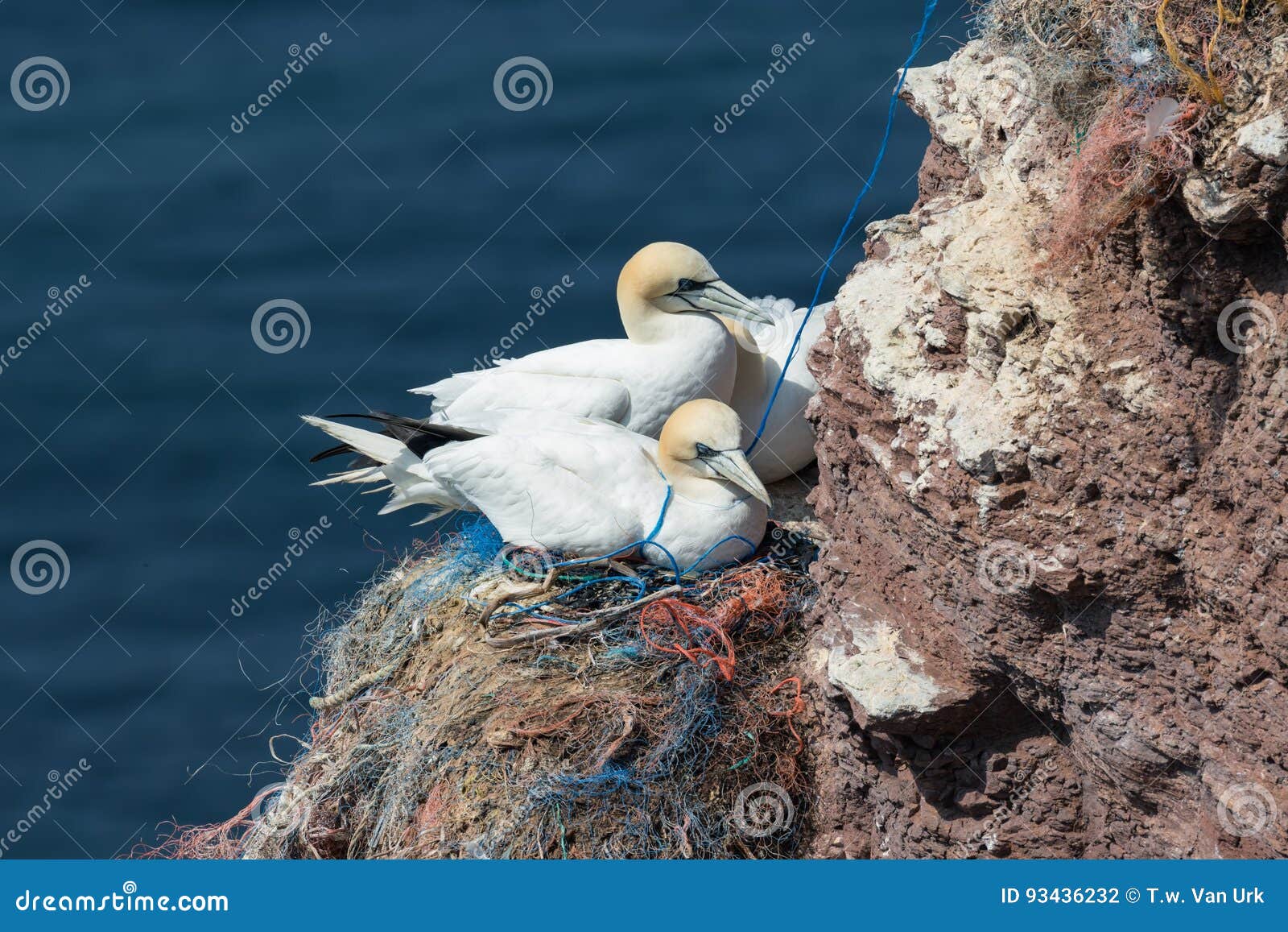 Northern Gannets Brooding at Red Cliffs of Helgoland Stock Photo ...