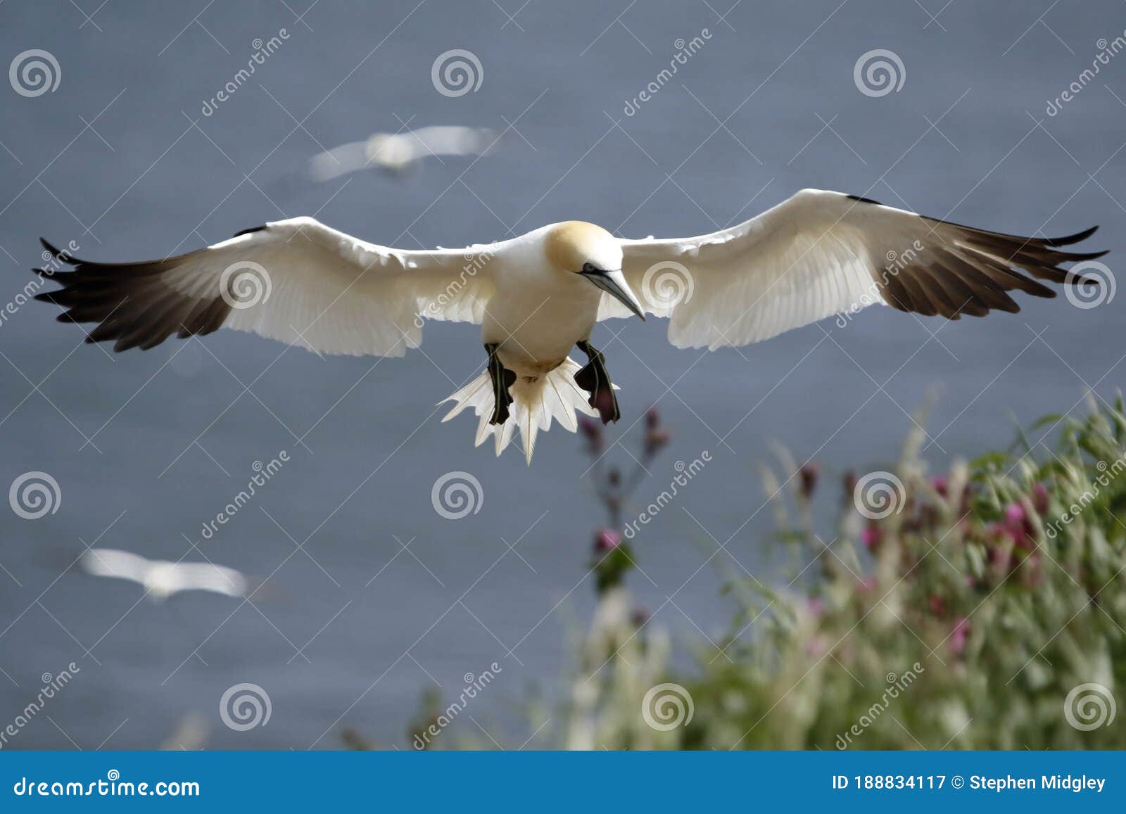 Northern Gannets on the Cliffs at Bempton Stock Image - Image of male ...