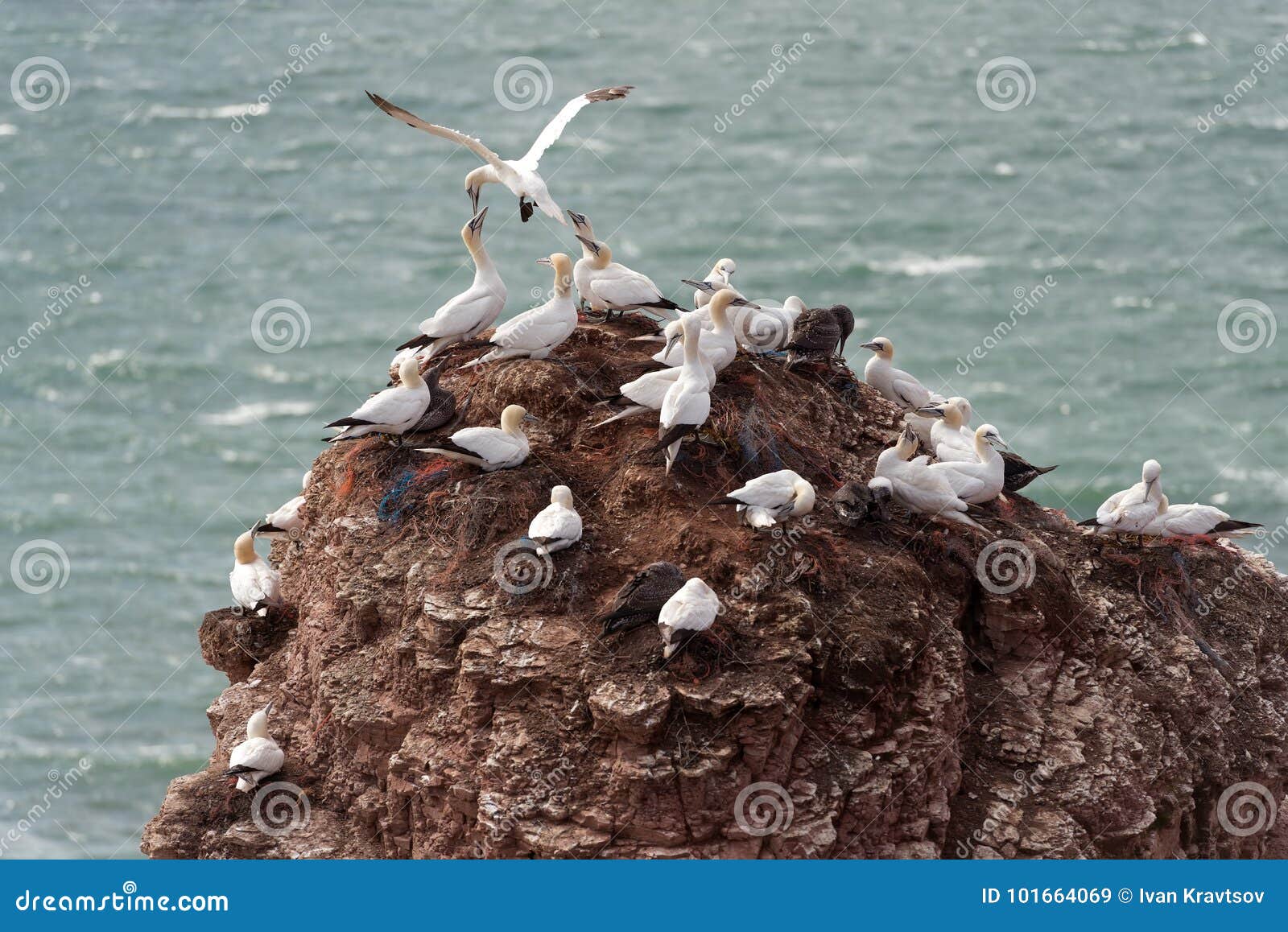 Northern Gannets, Helgoland, Germany Stock Image - Image of schleswig ...