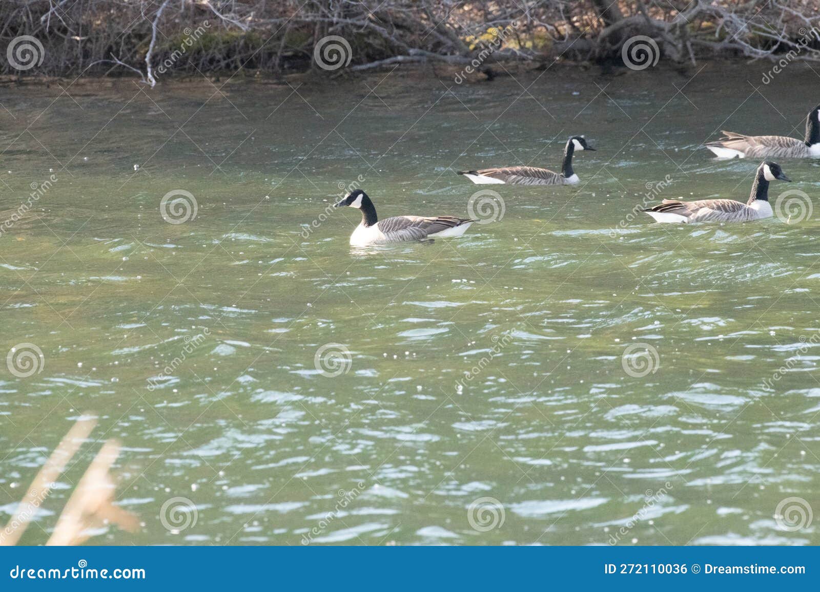 Northern Geese Floating in Lake Stock Photo - Image of northern, nature ...