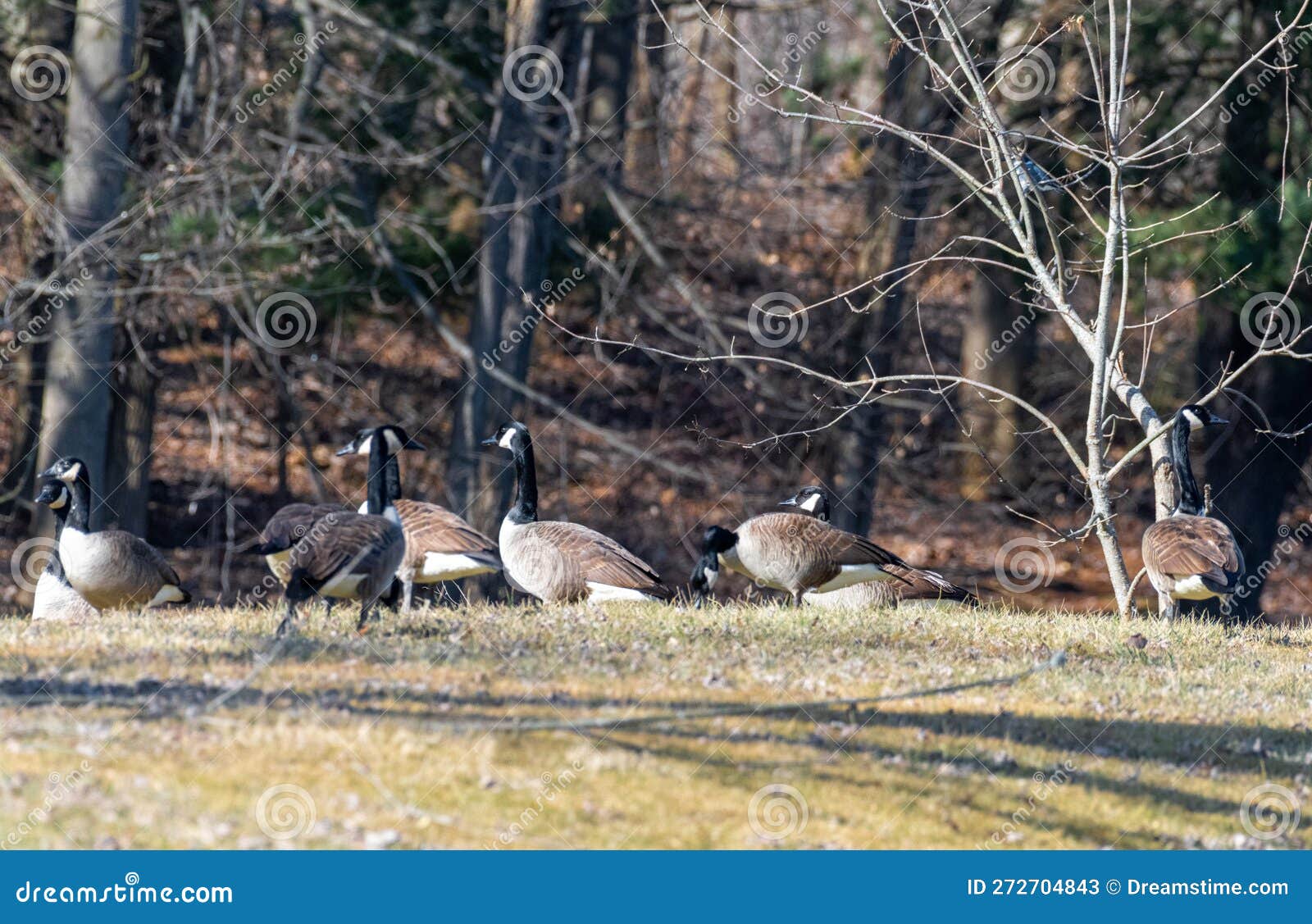 Northern geese grazing stock image. Image of forest - 272704843
