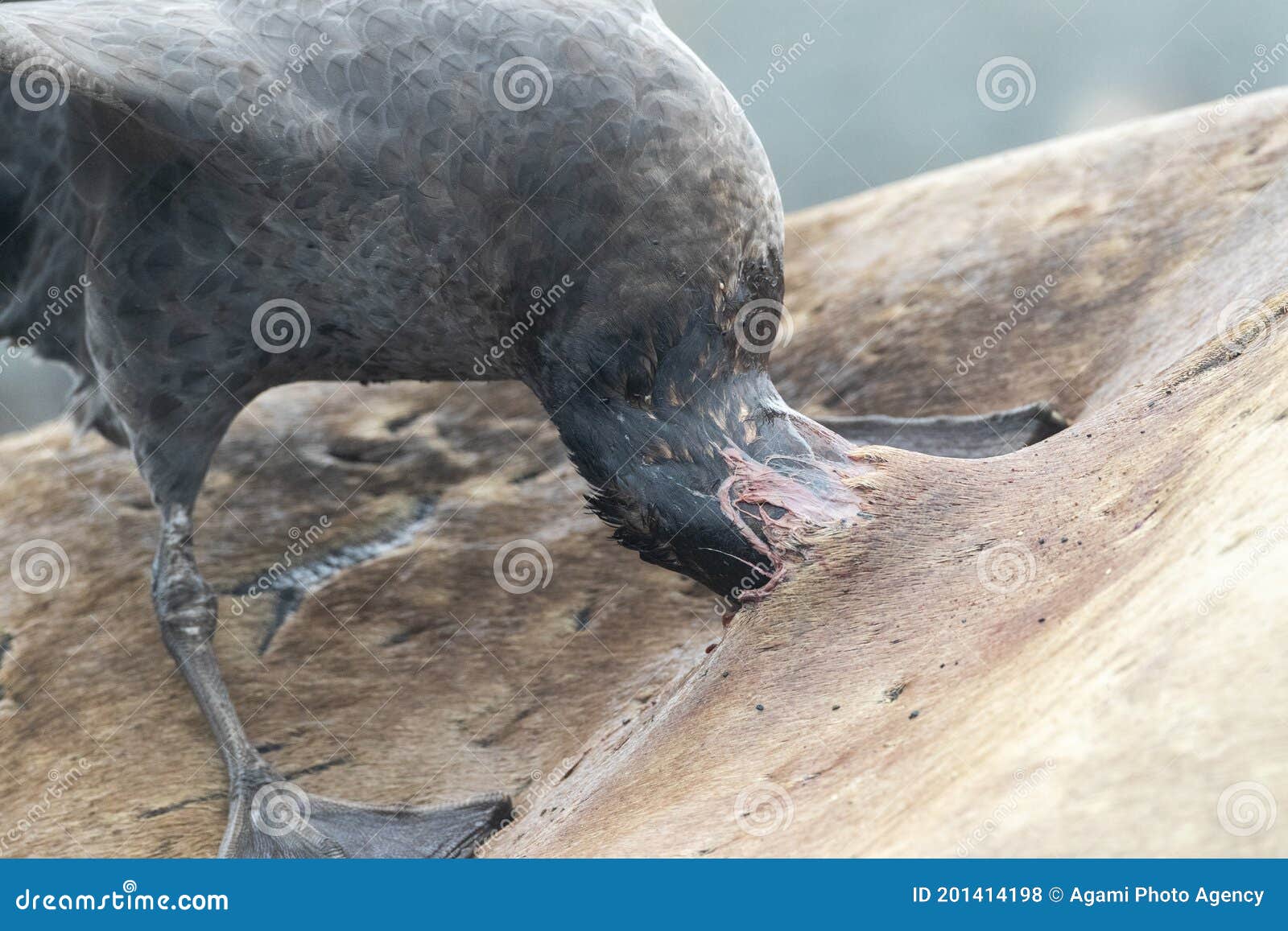 Seal Corpse Stock Photos - Free & Royalty-Free Stock Photos from Dreamstime