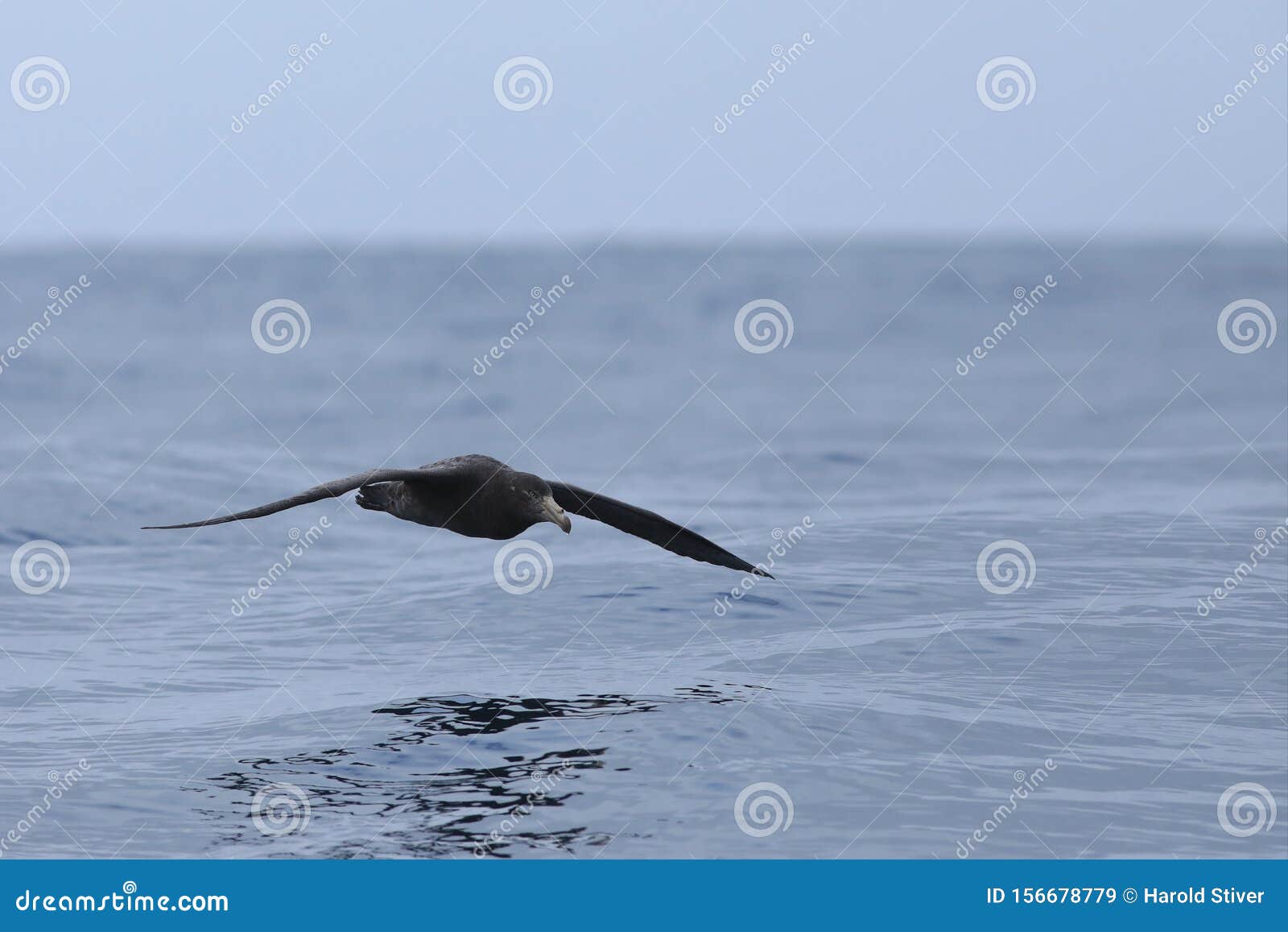 Northern Giant Petrel, Macronectes Halli, Gliding Stock Image - Image ...