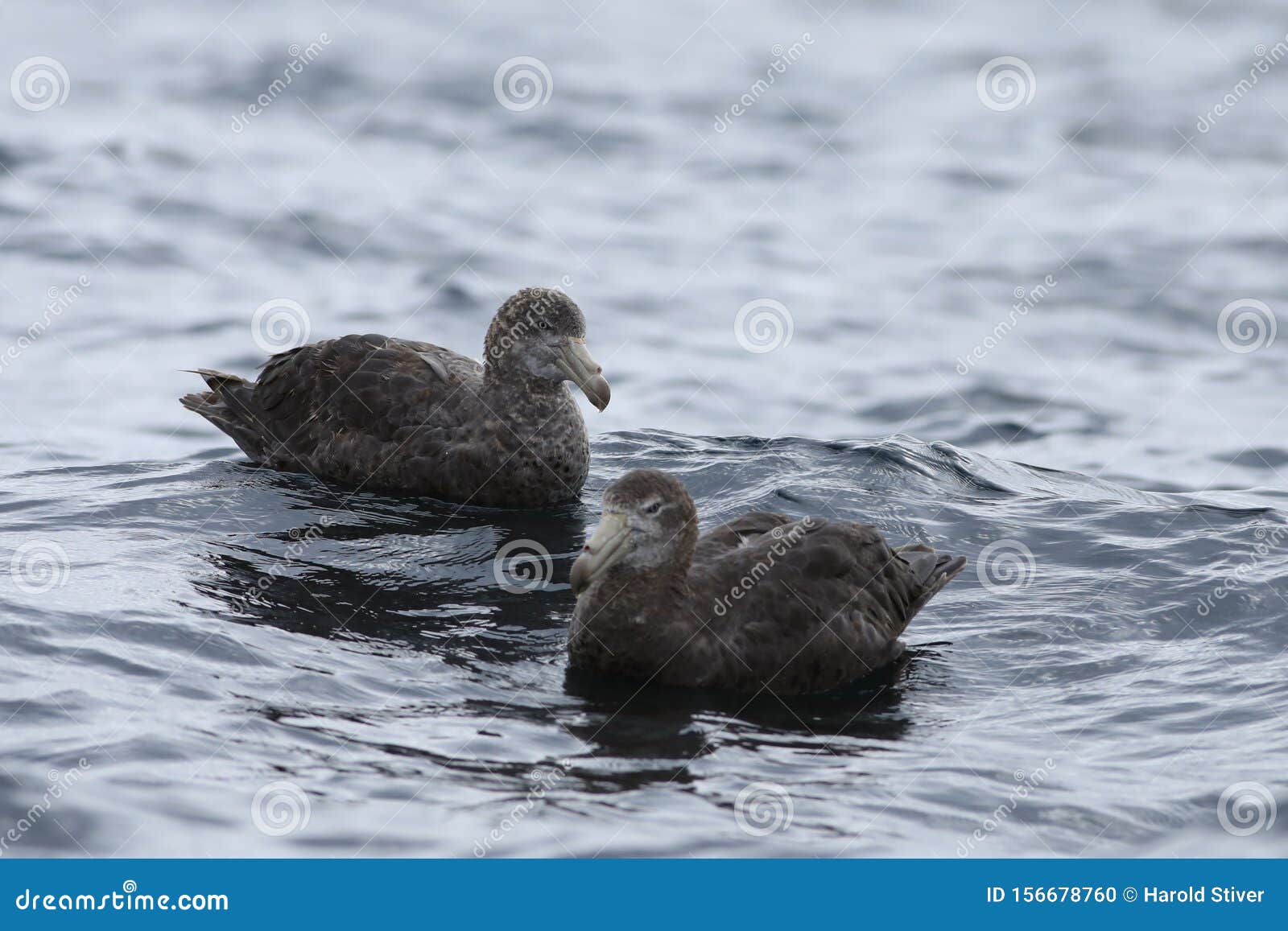 Northern Giant Petrel, Macronectes Halli, Pair Stock Photo - Image of ...