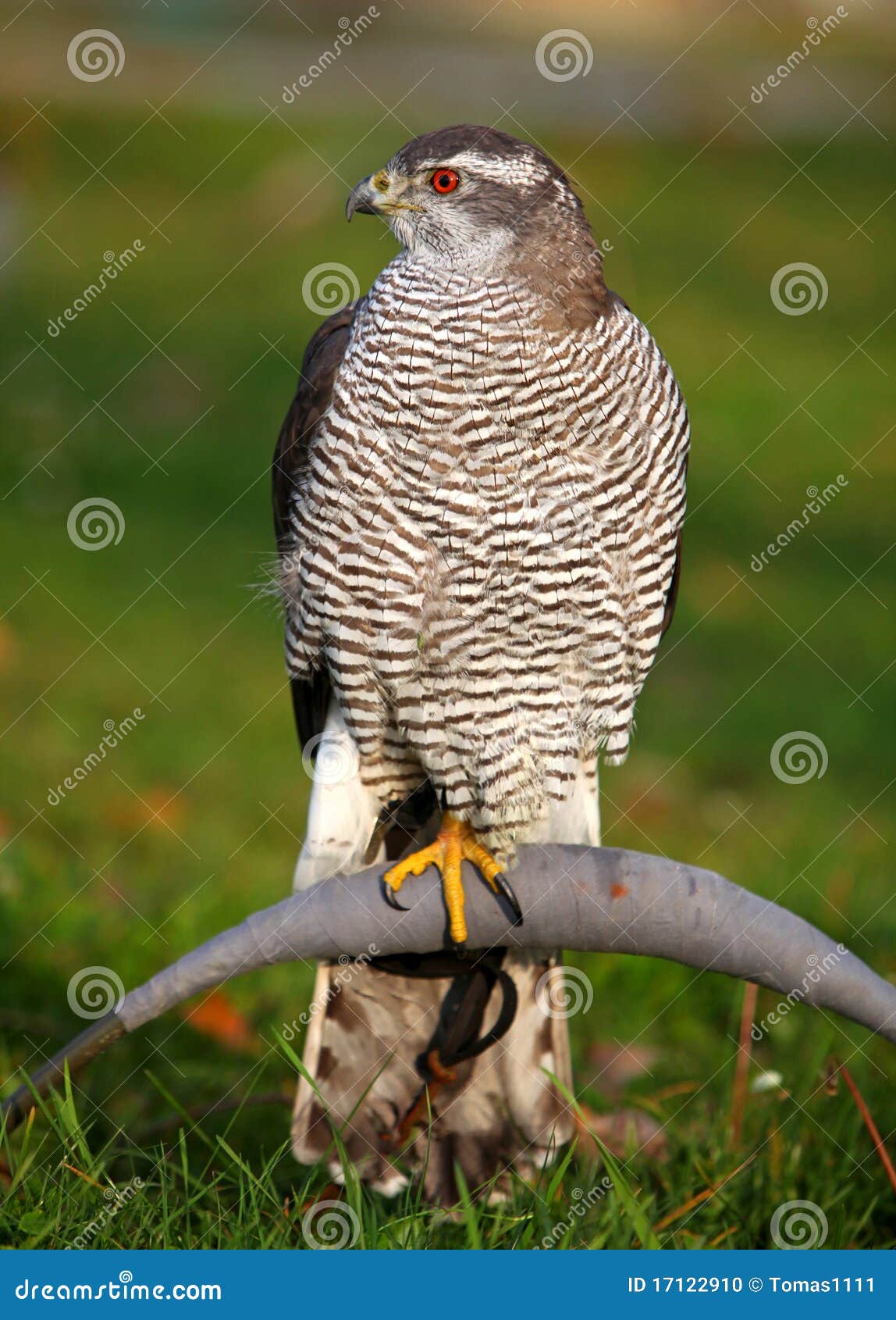 Northern Goshawk stock photo. Image of accipiter, eagle - 17122910