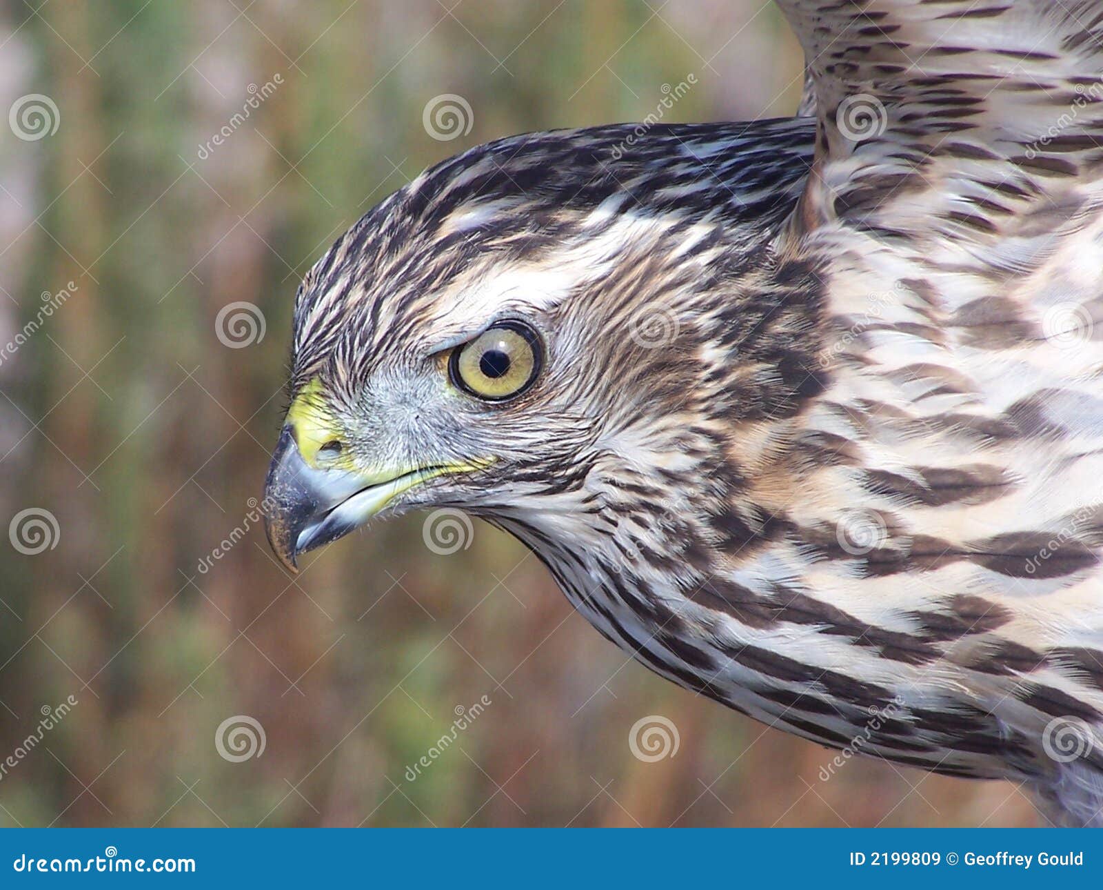 Northern Goshawk stock image. Image of mountain, flyway - 2199809