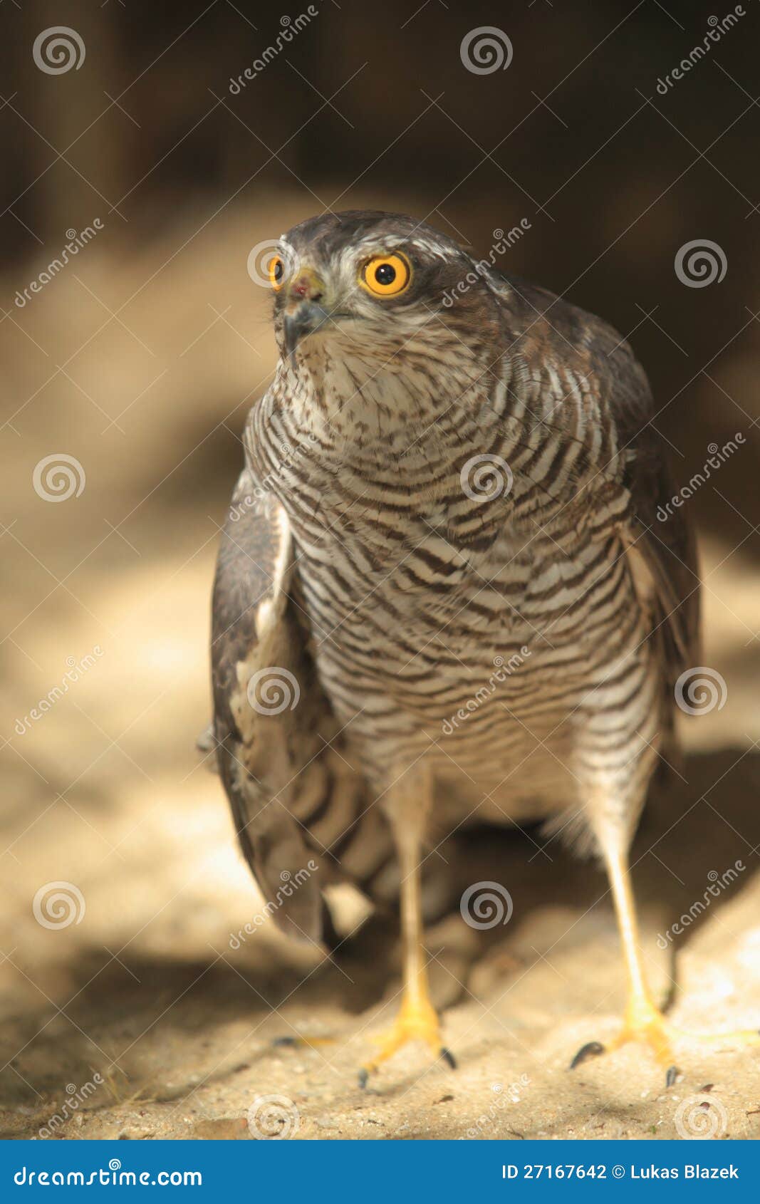 Northern goshawk stock photo. Image of accipiter, prey - 27167642