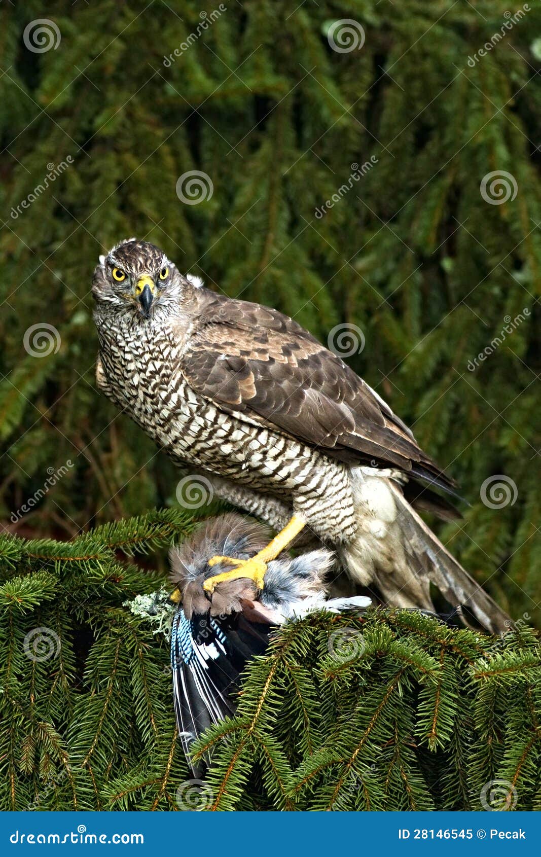 Northern Goshawk stock image. Image of northern, hawk - 28146545