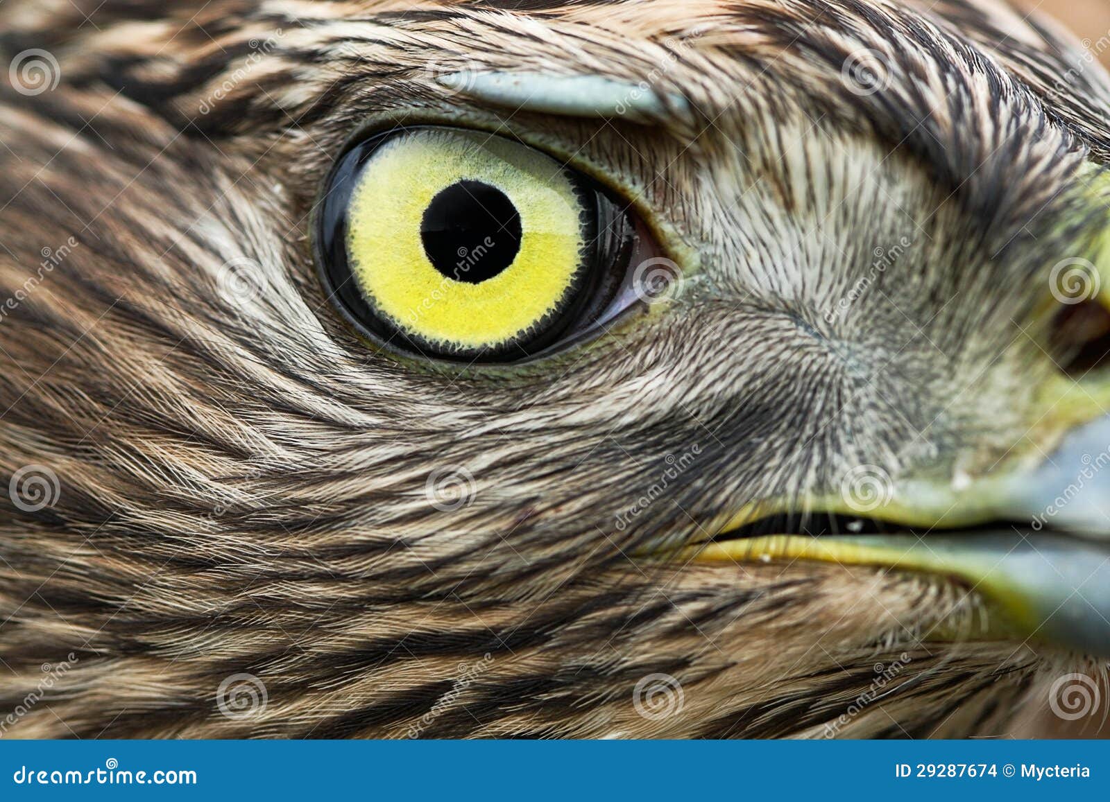 Northern Goshawk stock photo. Image of elegance, beak - 29287674