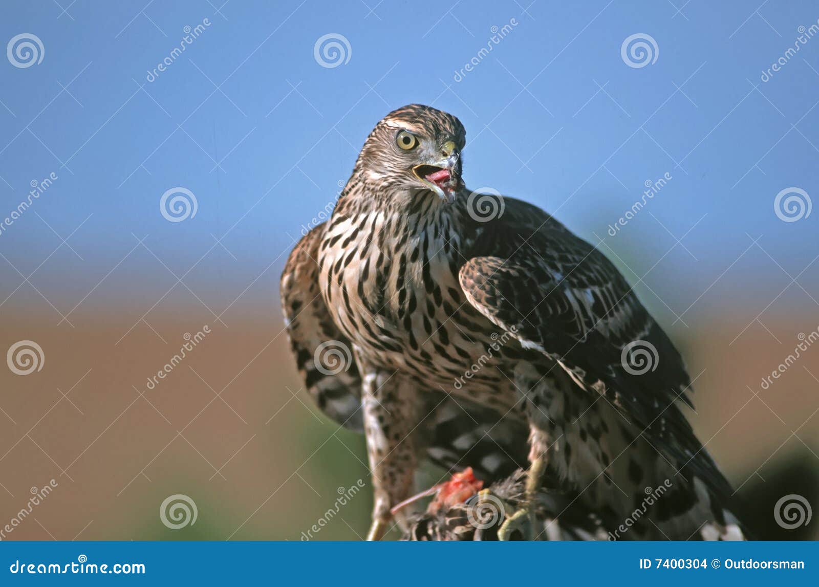 Northern Goshawk stock photo. Image of eating, goshawk - 7400304