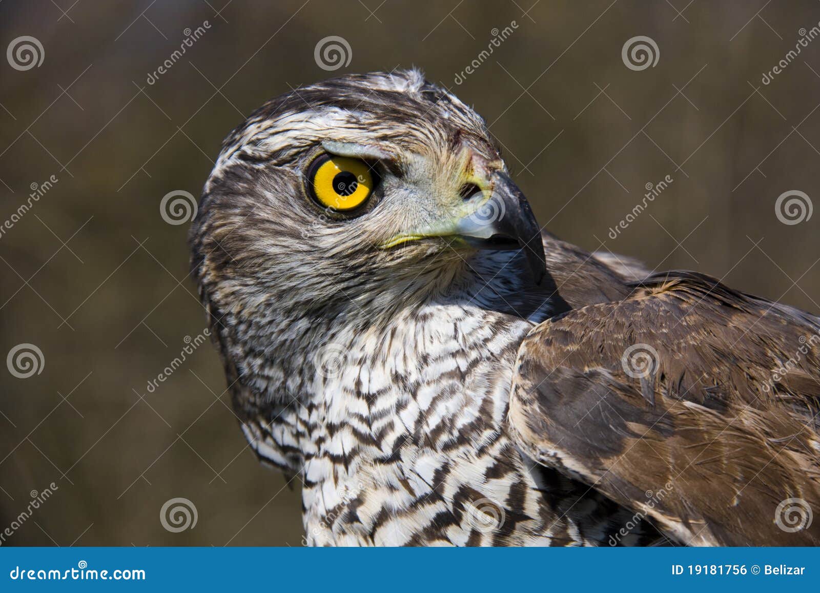Northern Goshawk (Accipiter Gentilis) Stock Photo - Image of northern ...