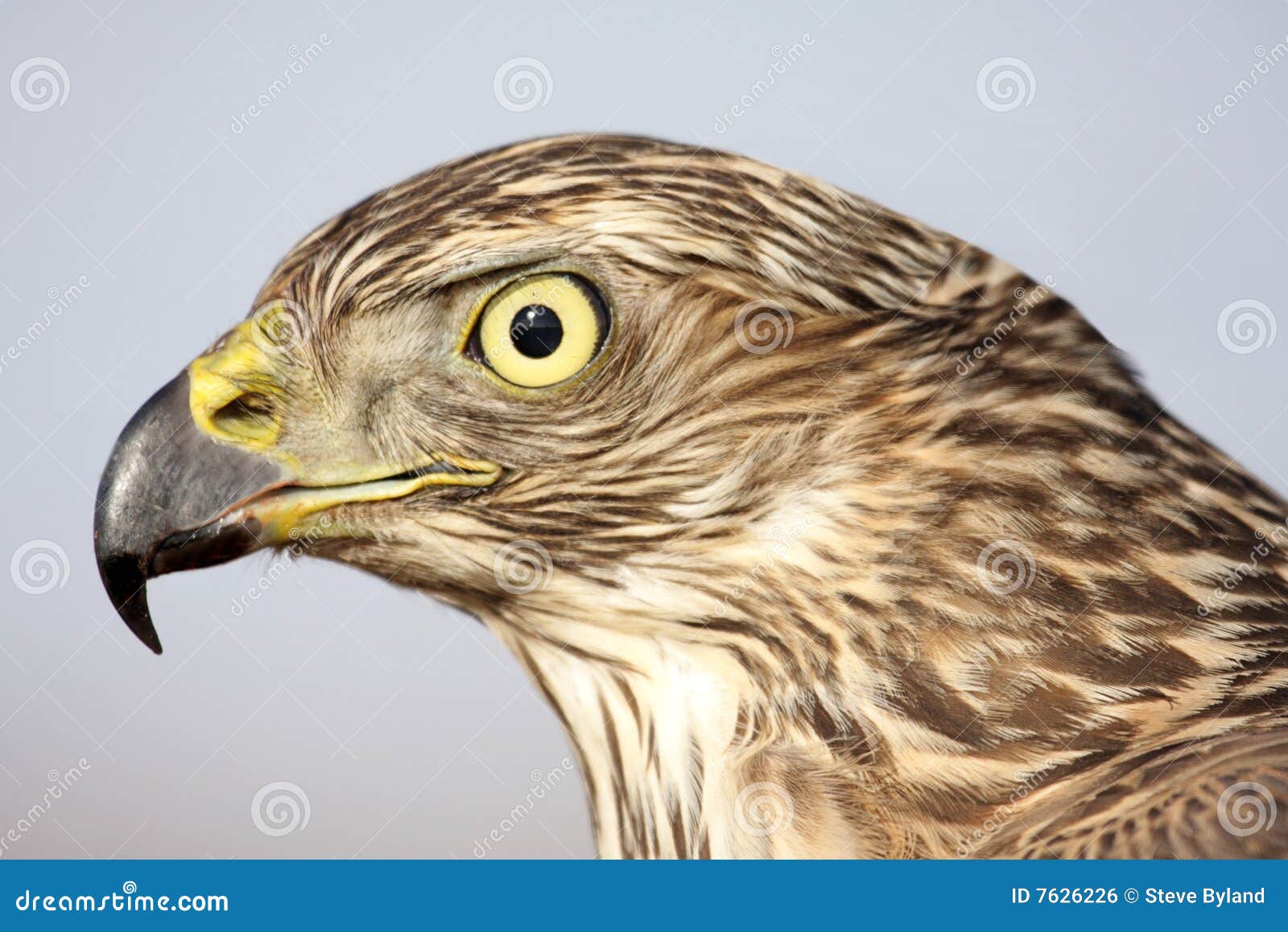 Goshawk, Accipiter Gentilis, Bird Of Prey Feeding Kill Dark Squirrel In ...