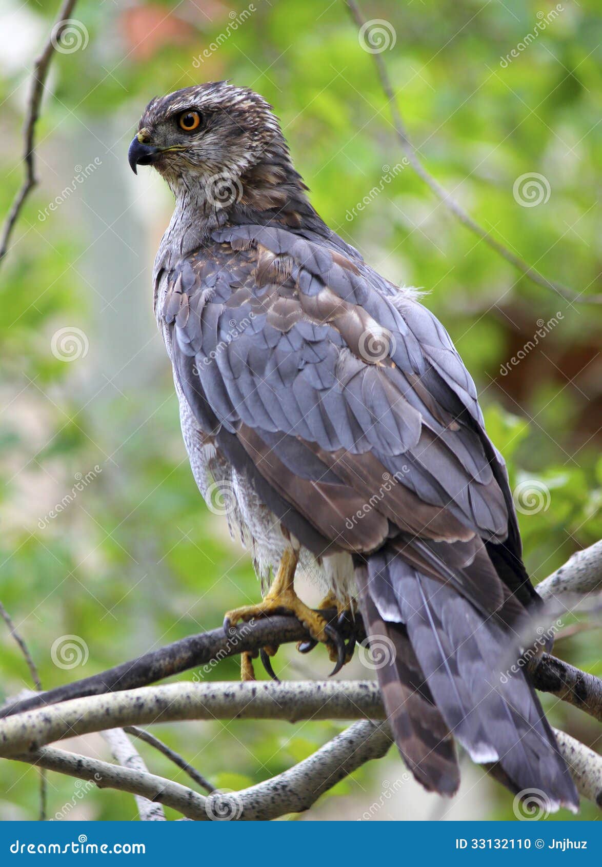 Northern Goshawk stock photo. Image of northern, prey - 33132110
