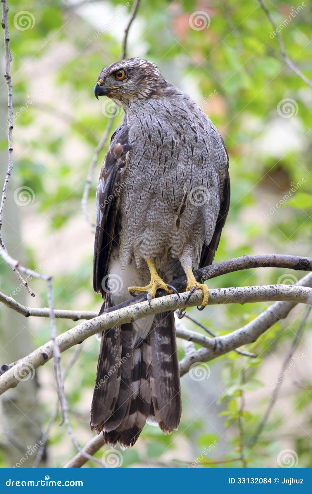 Northern Goshawk stock photo. Image of migration, large - 33132084