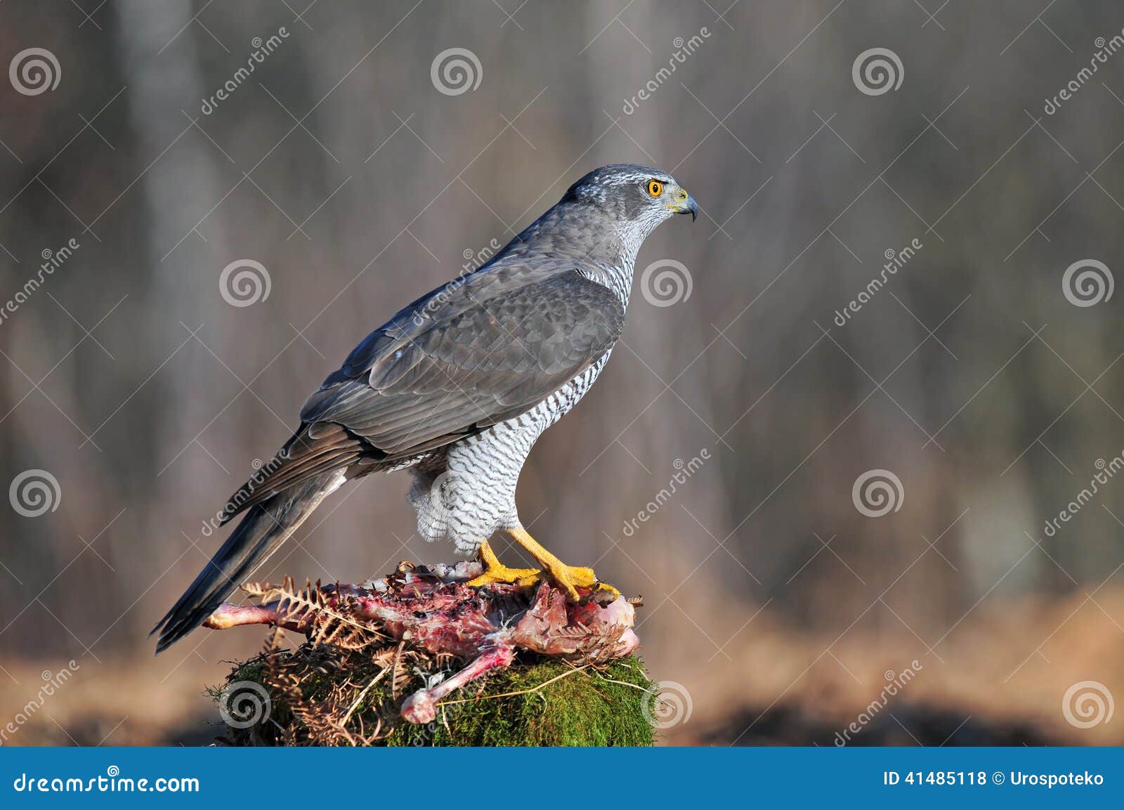 Northern Goshawk with Carrion Stock Photo - Image of carrion, falcon ...
