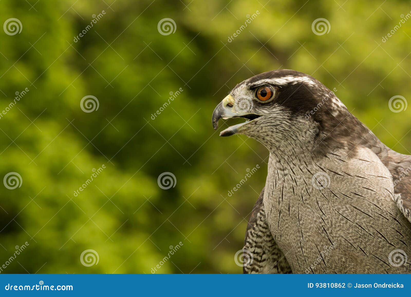 Northern Goshawk stock photo. Image of beautiful, audubon - 93810862