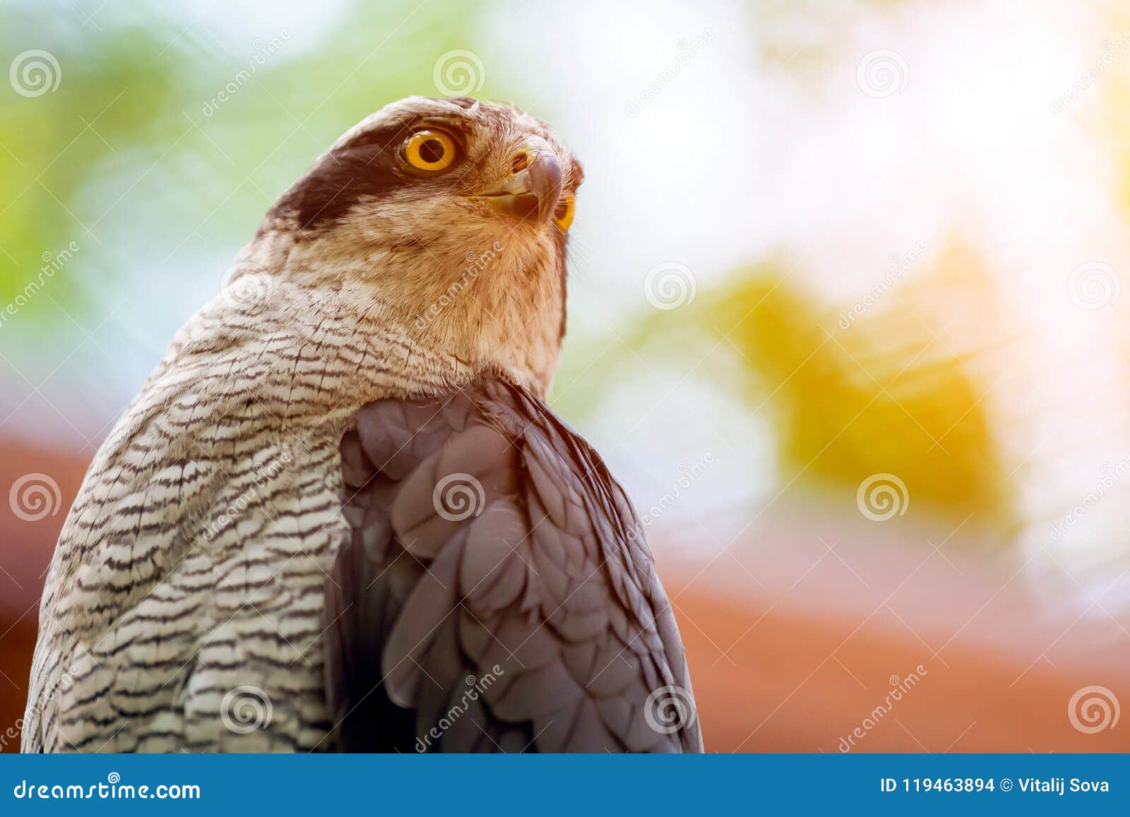 Northern goshawk stock photo. Image of hawk, head, bird - 119463894