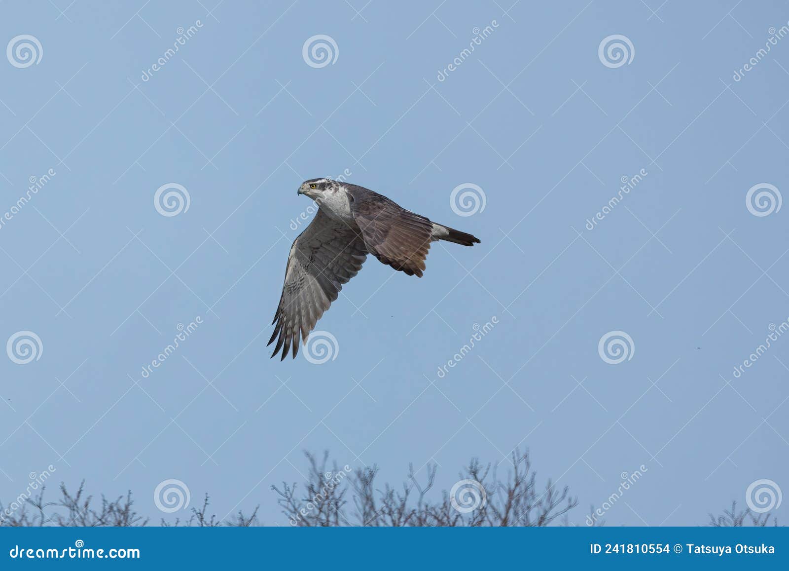 A Northern Goshawk in Flying Stock Photo - Image of wildlife, wing ...