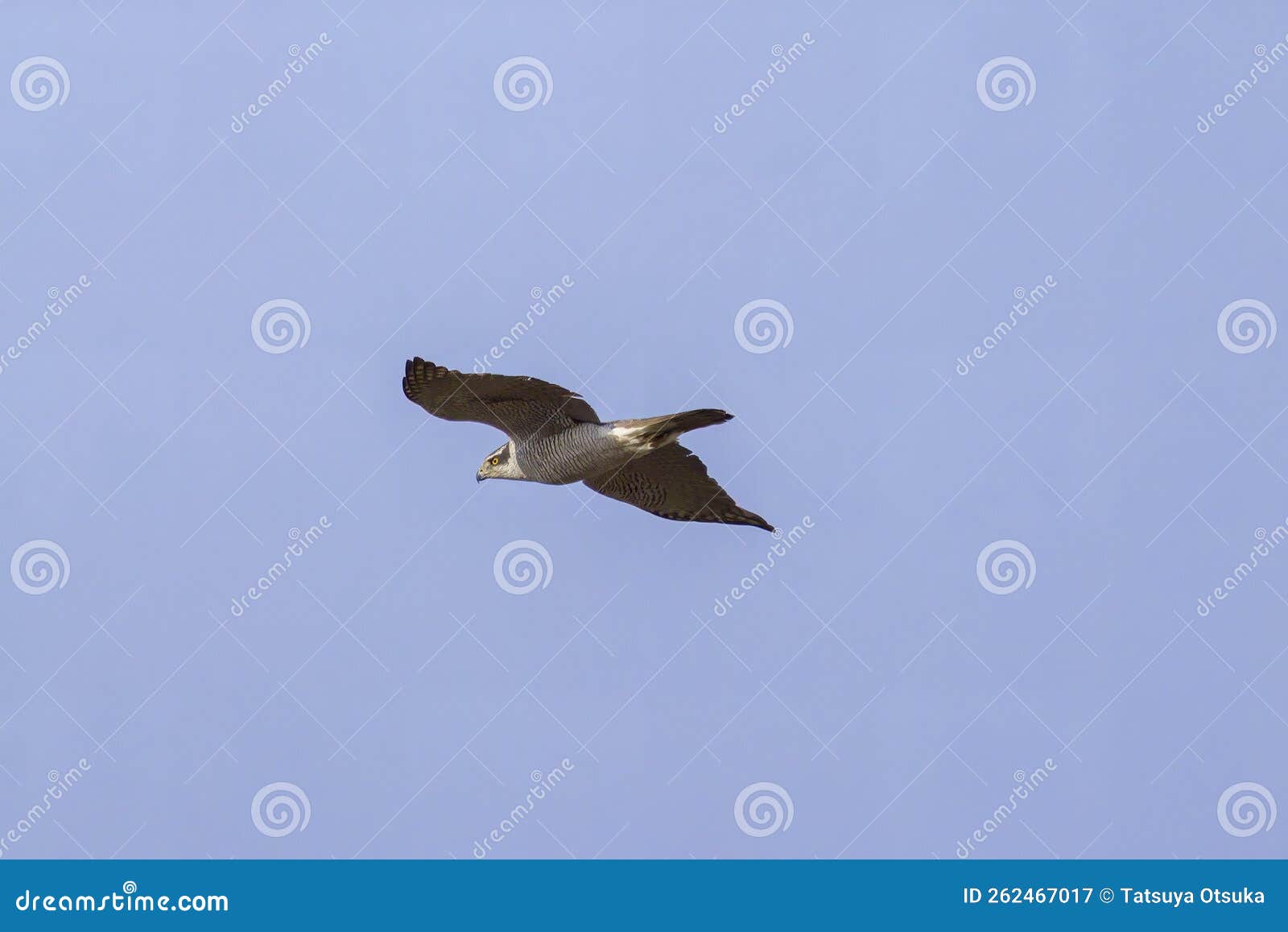 A Northern Goshawk in Flying. Stock Image - Image of freedom, hawk ...