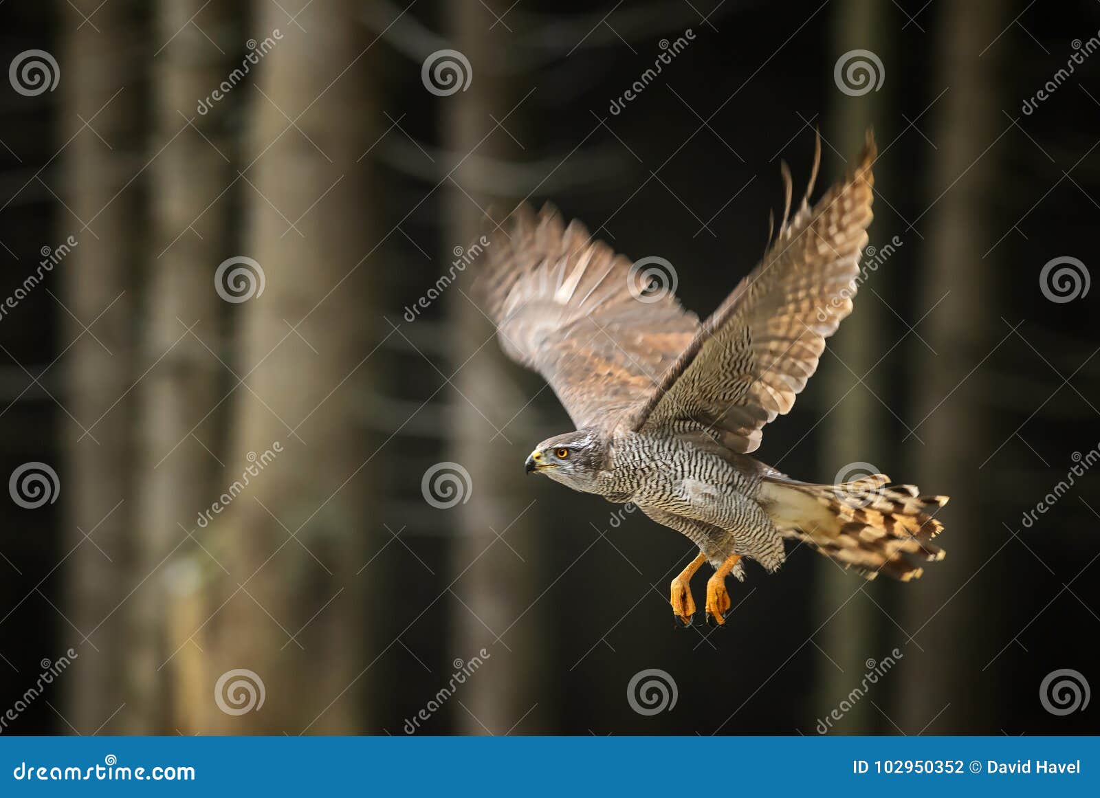 Goshawk - Accipiter Gentilis Stock Photo - Image of europe, czech ...