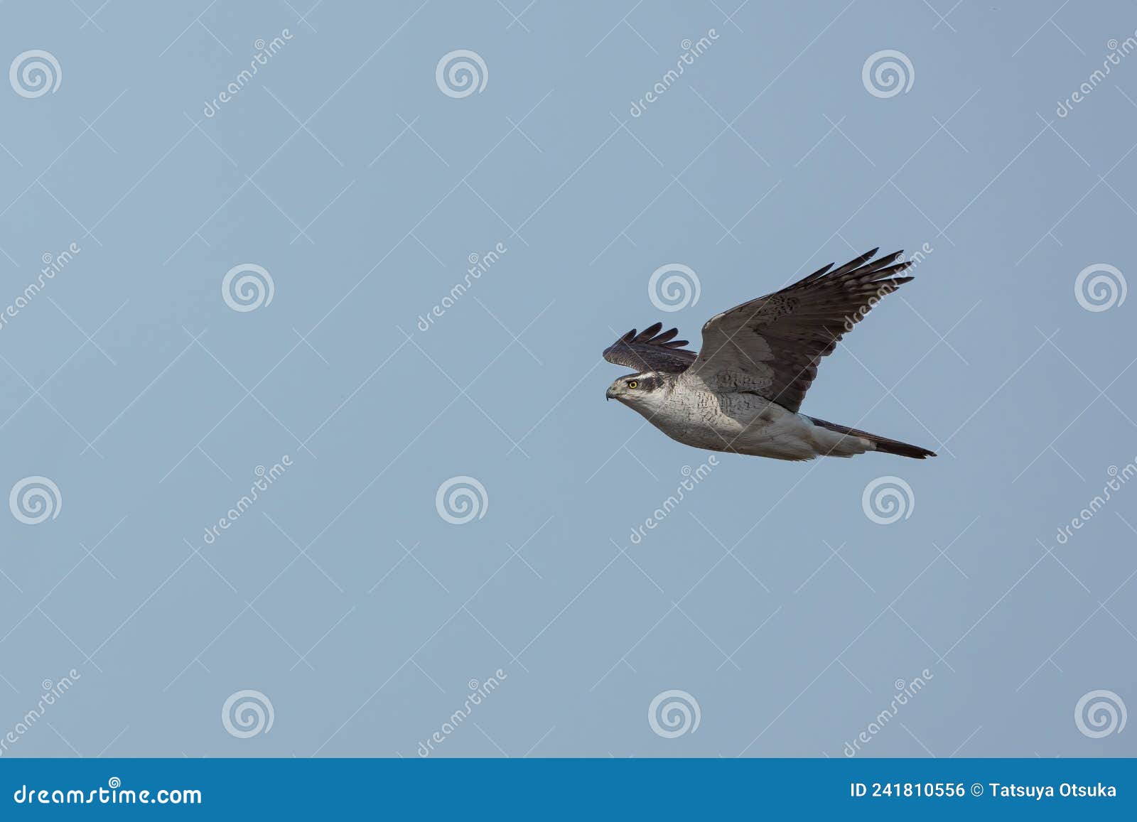 A Northern Goshawk in Flying Stock Photo - Image of wildlife, hunter ...