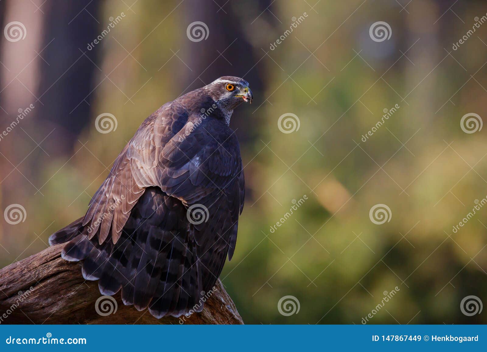 Northern Goshawk in the Forest Stock Image - Image of european ...