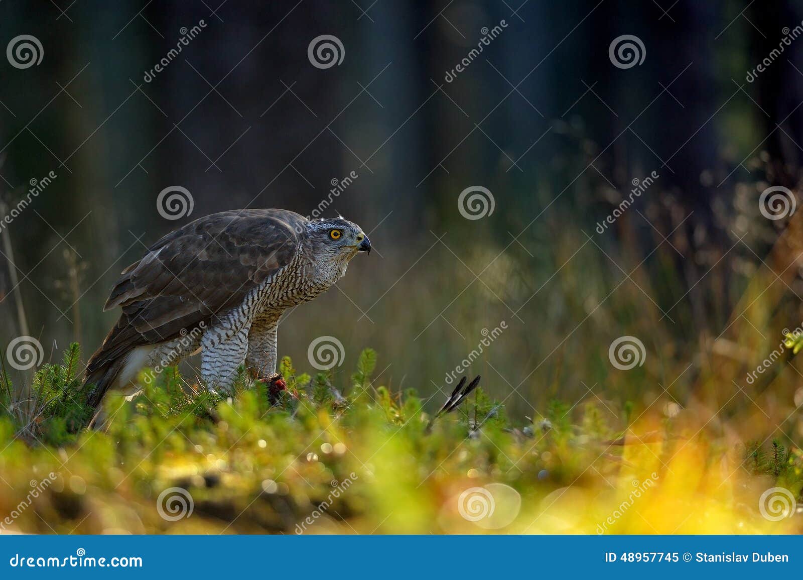 Northern goshawk stock image. Image of hawk, fauna, predator - 48957745