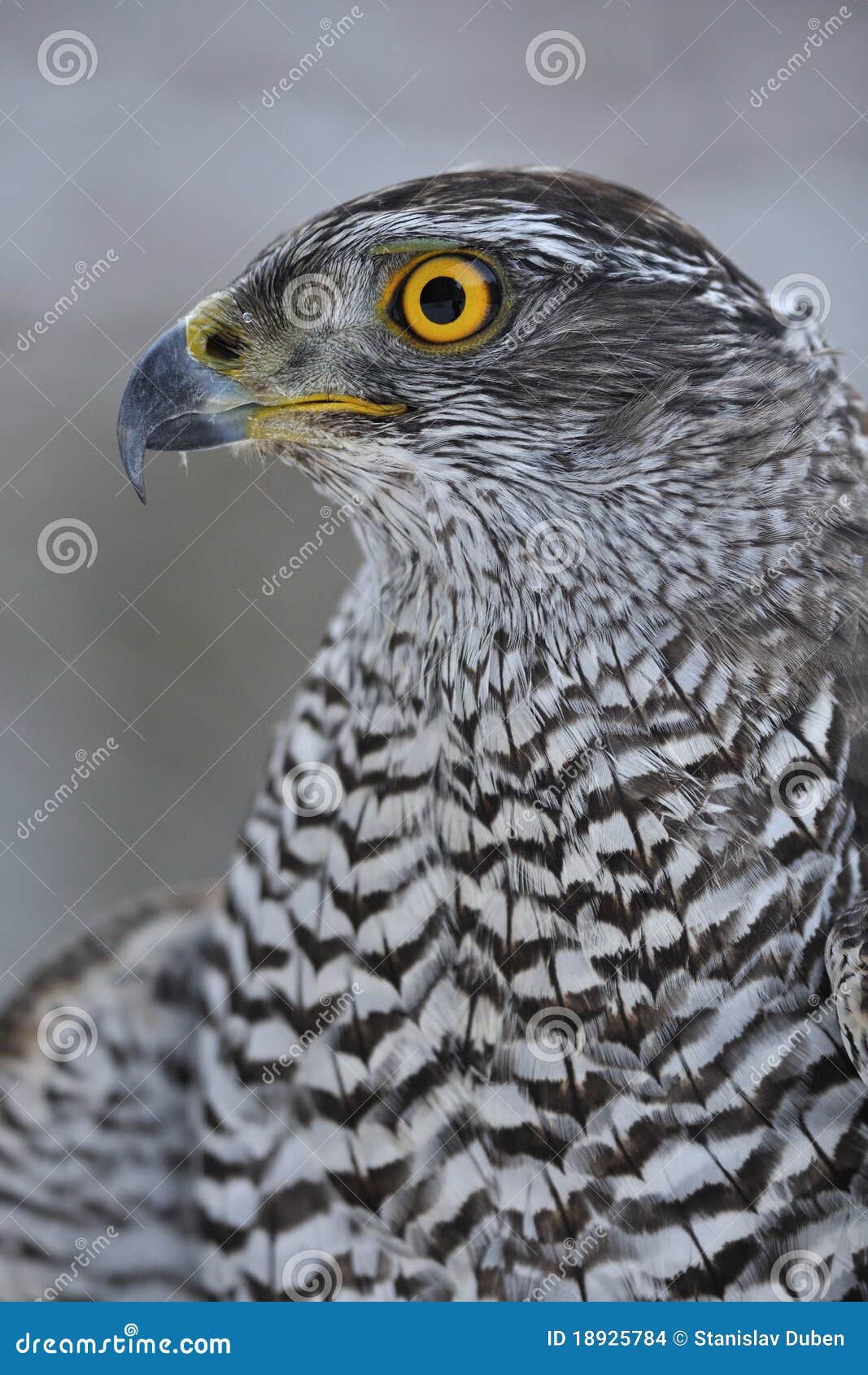 Northern Goshawk Looking Left Stock Photo - Image of animal, raptor ...