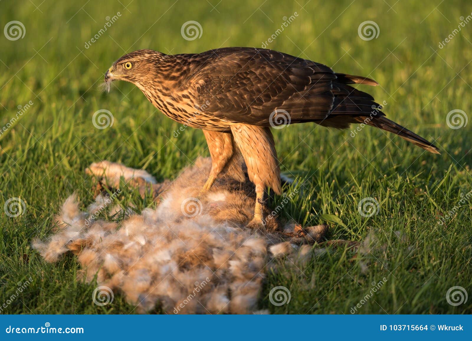 Northern goshawk stock photo. Image of green, bird, eating - 103715664