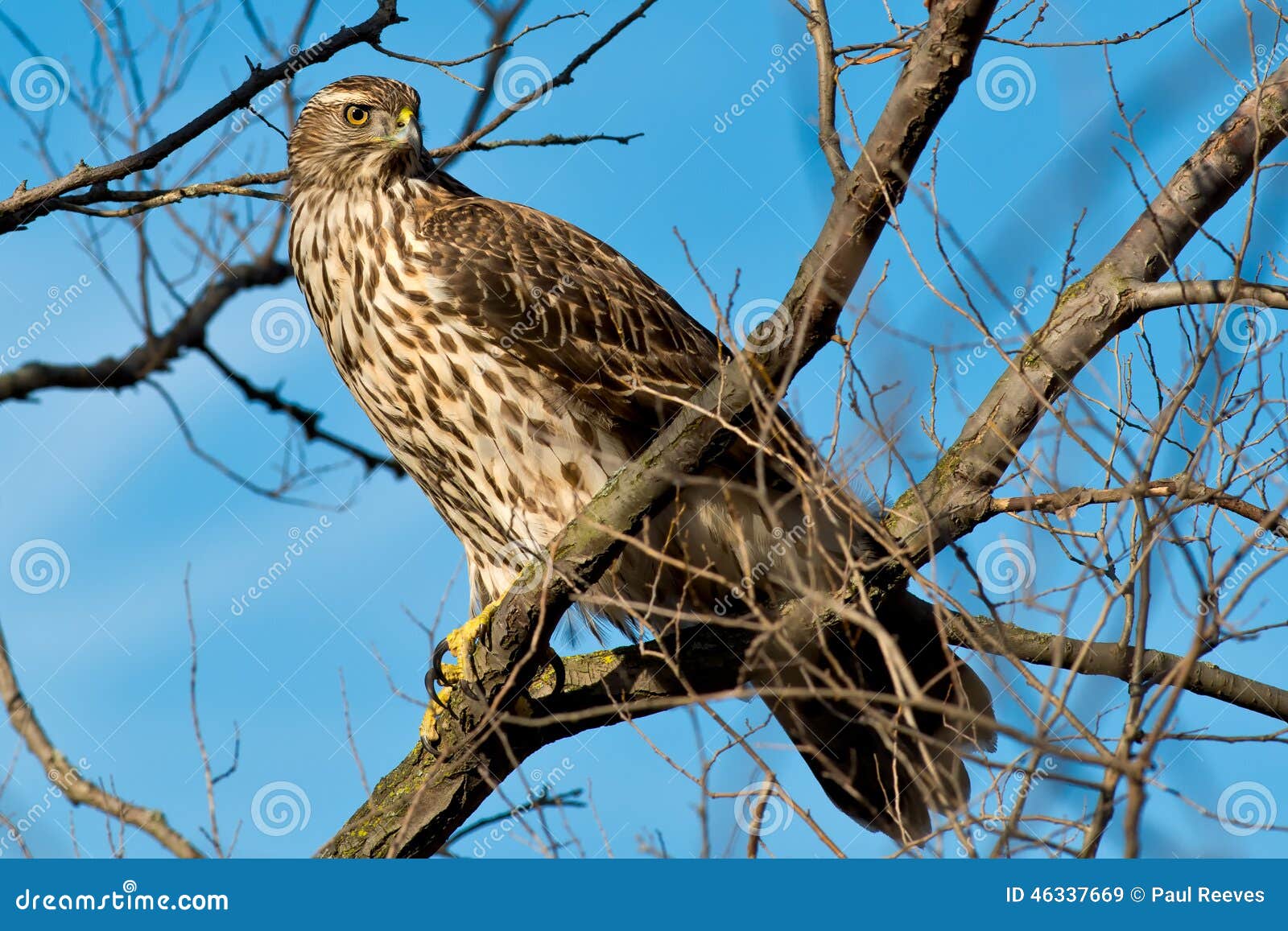 Northern Goshawk - Accipiter Gentilis Stock Image - Image of living ...