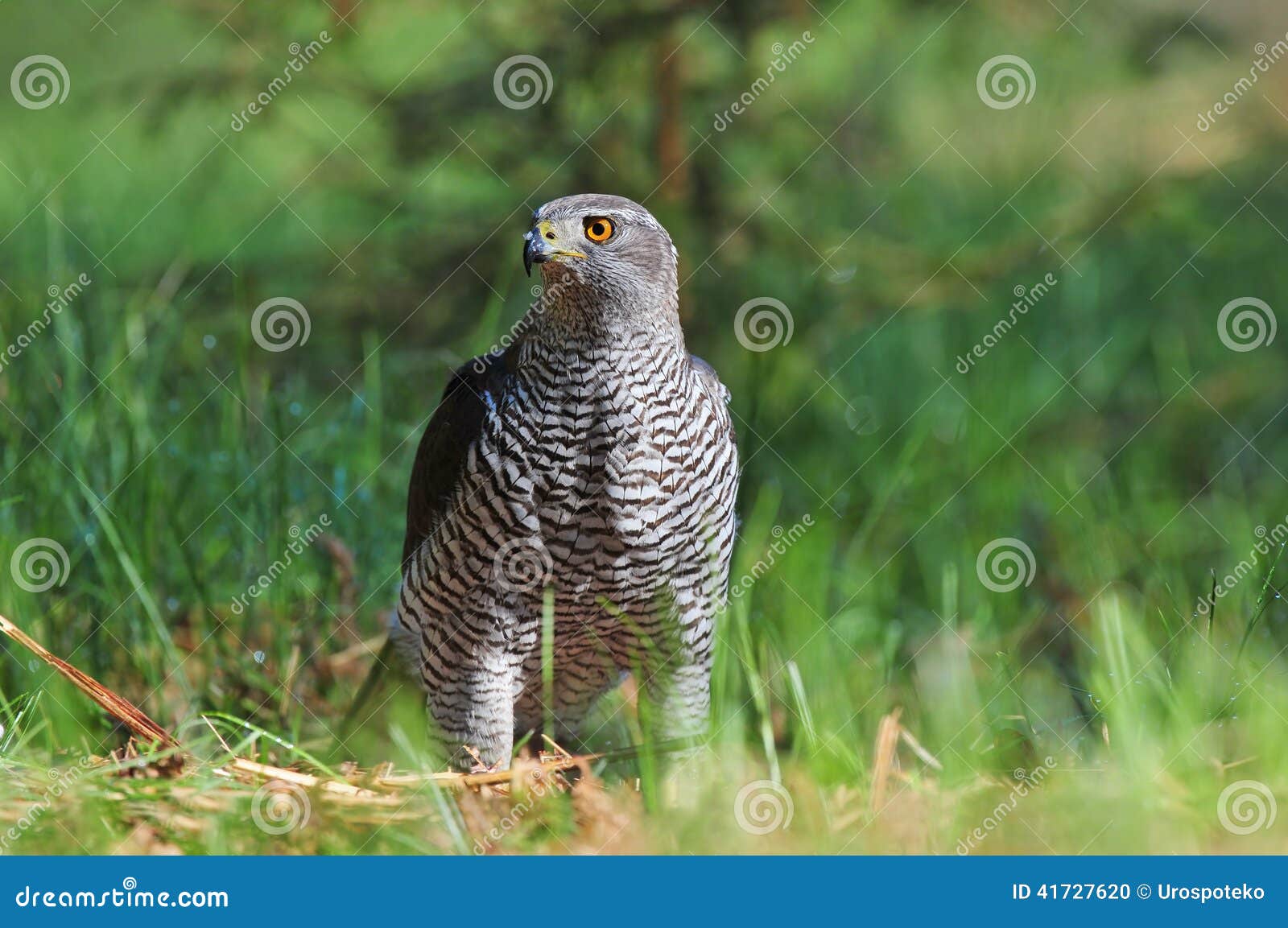 Northern goshawk stock photo. Image of wings, hawk, fauna - 41727620