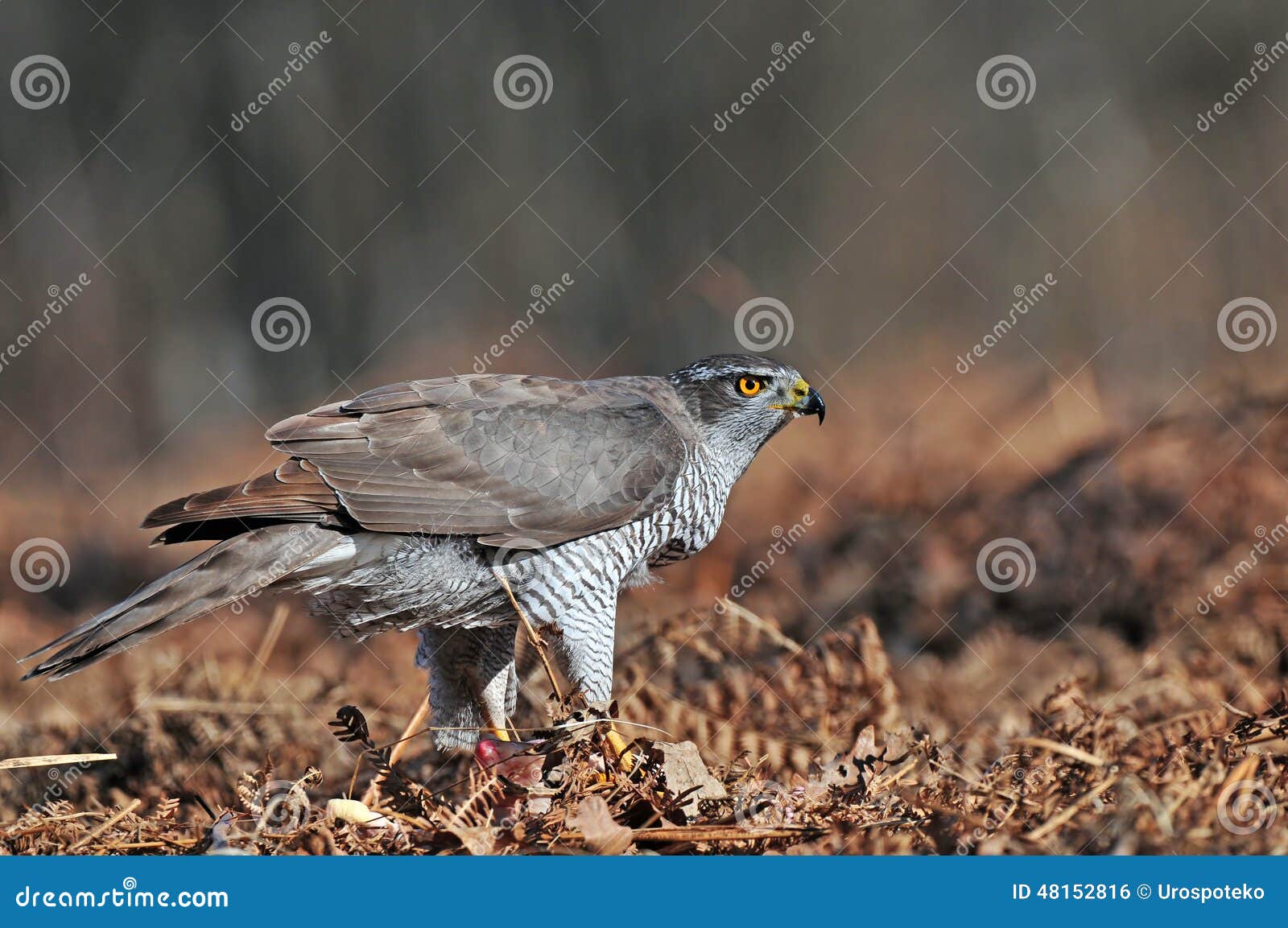 Northern goshawk stock photo. Image of common, falcon - 48152816