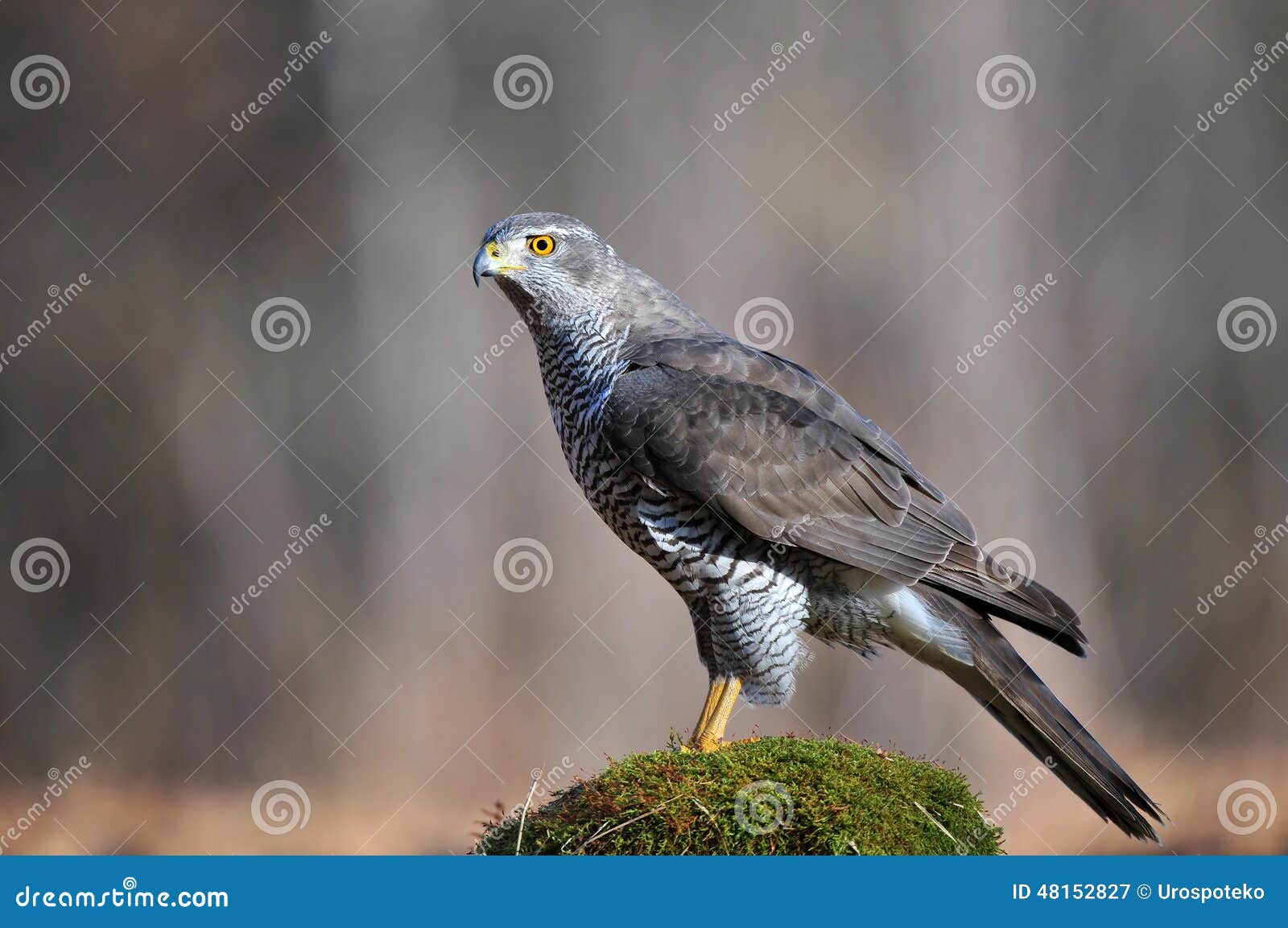 Northern goshawk stock image. Image of nature, hunting - 48152827