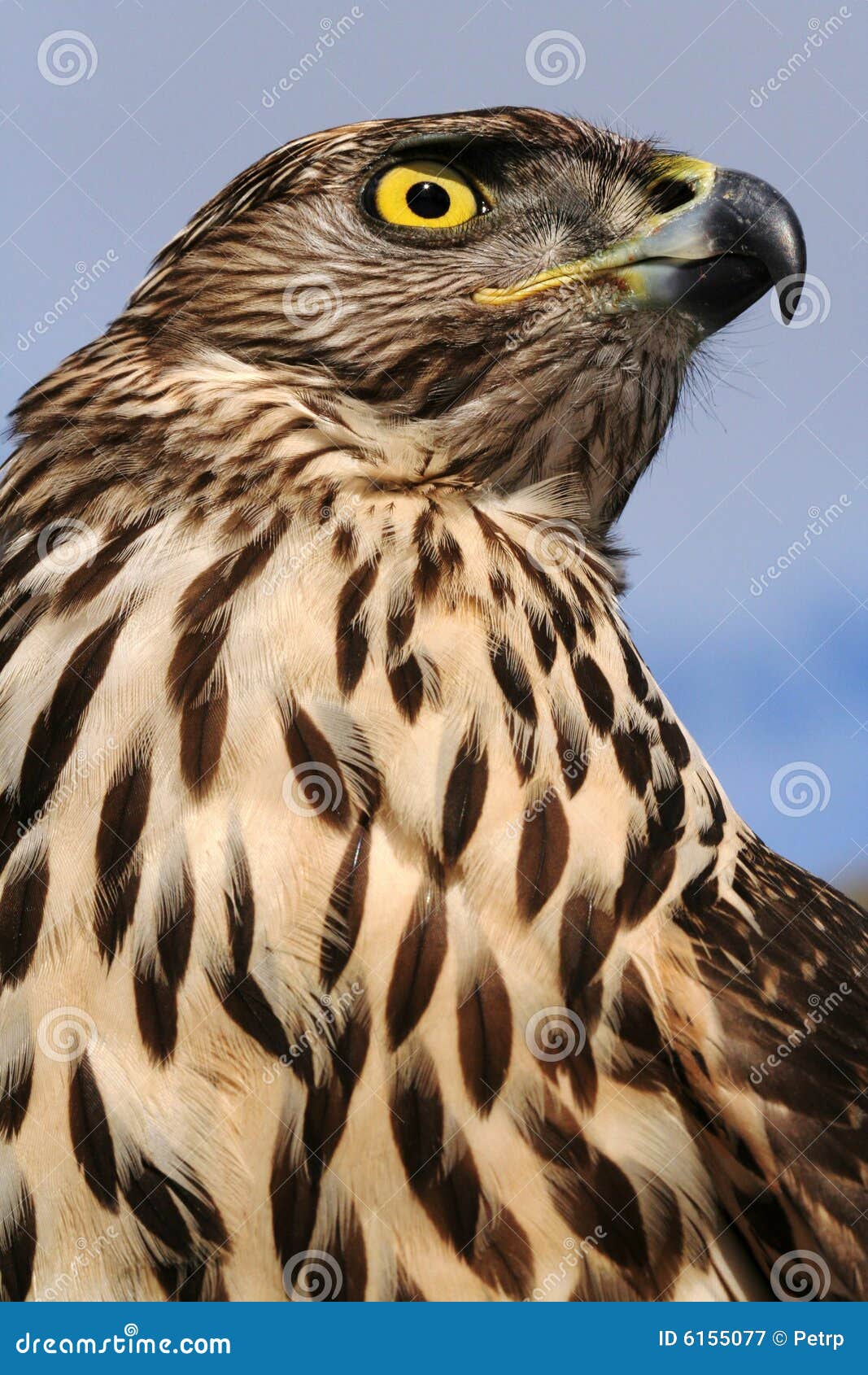 Northern Goshawk portrait stock image. Image of blue, detail - 6155077