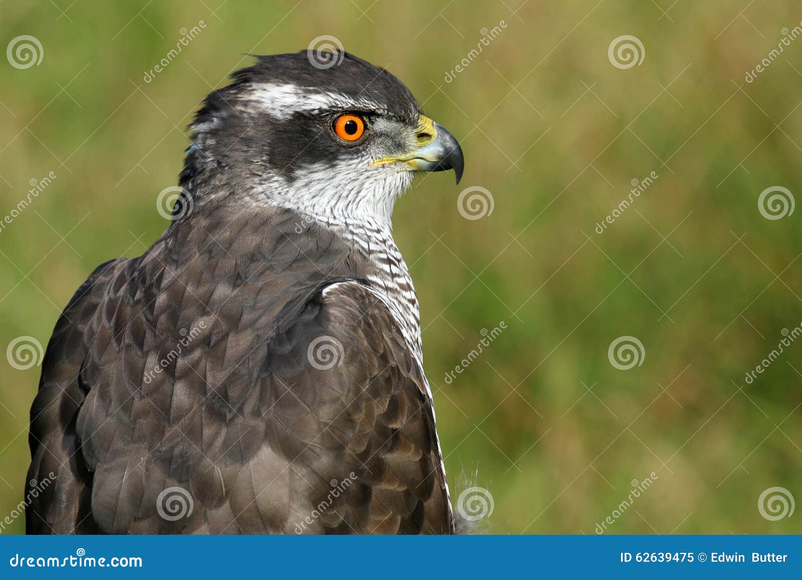 Northern goshawk stock image. Image of birdwatching, blurry - 62639475