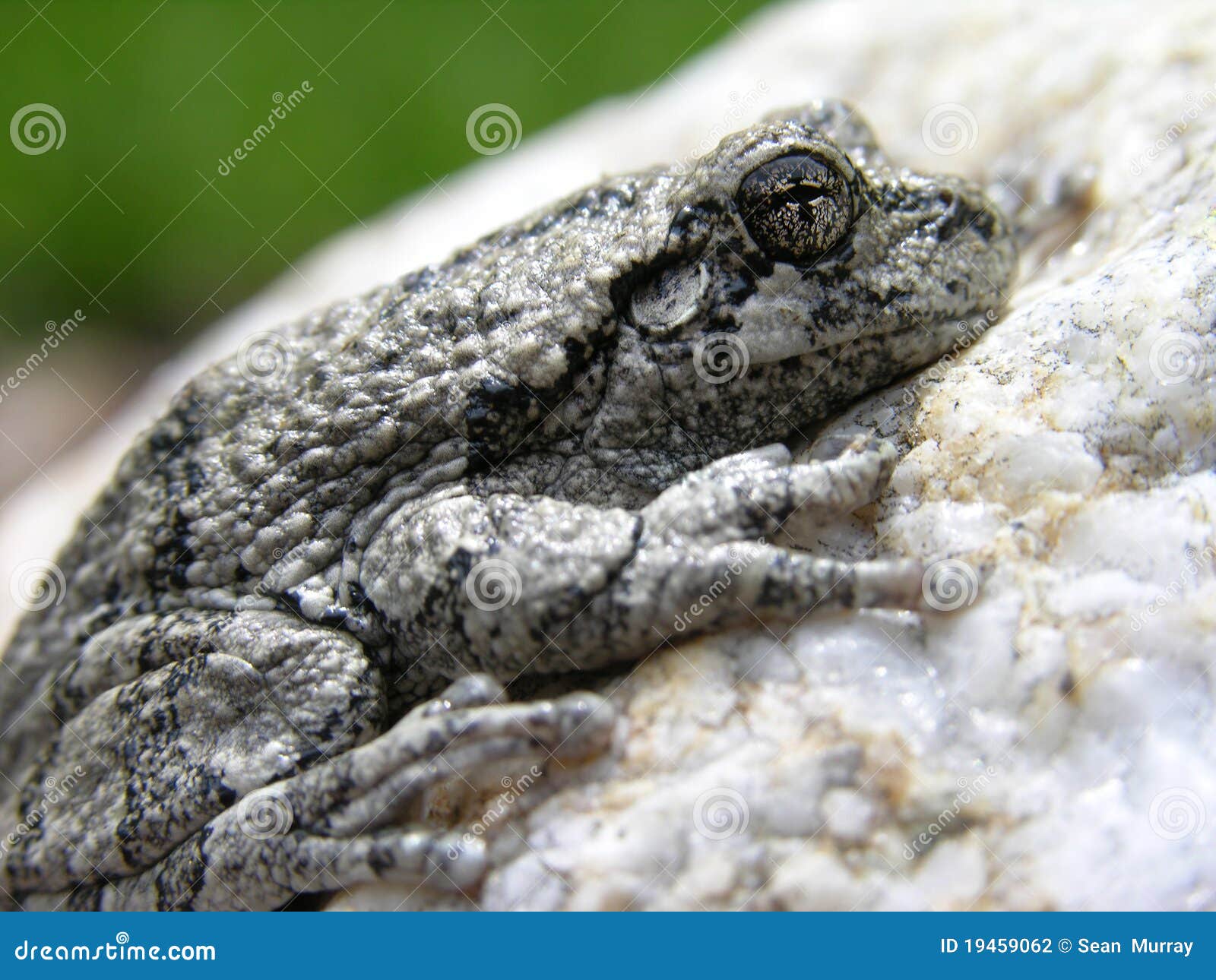Northern Gray Treefrog stock photo. Image of animals - 19459062