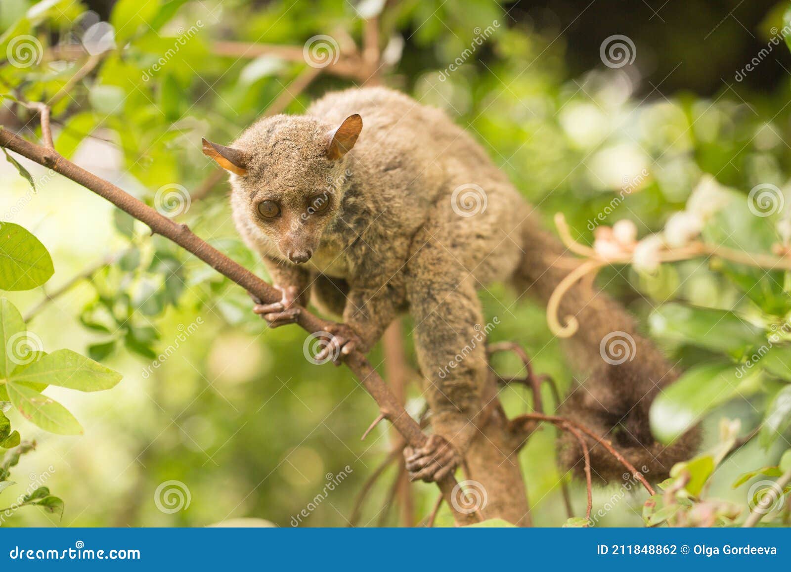 Northern Greater Galago - Otolemur Garnettii Also Garnett Greater ...