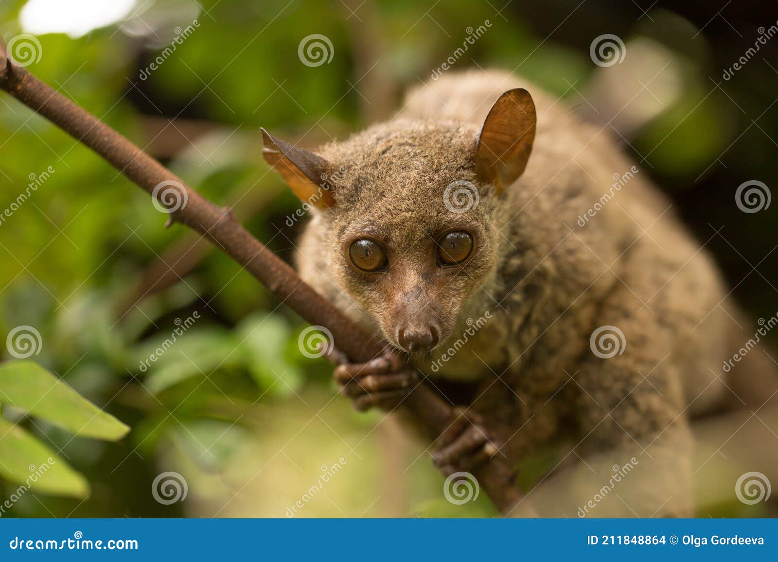 Northern Greater Galago, on a Branch during the Daytime Stock Photo ...